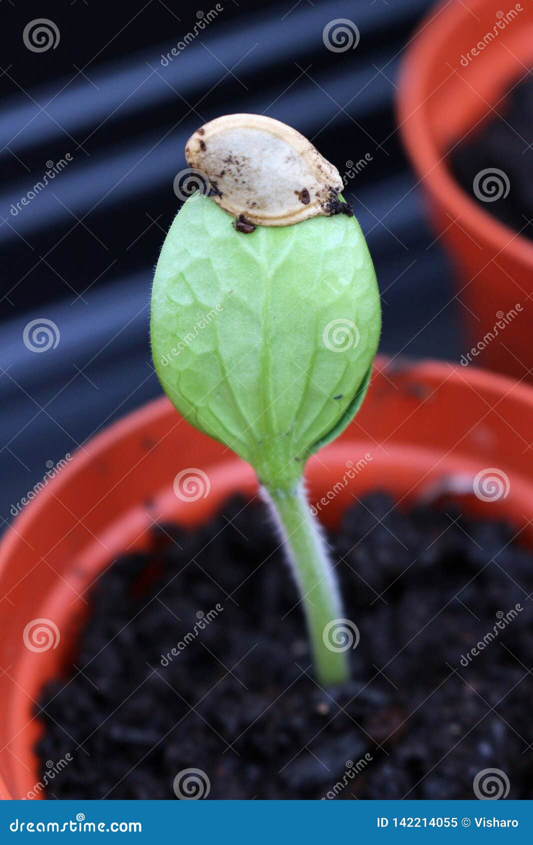 Zucchini Seedling stock image. Image of natural, spring - 142214055