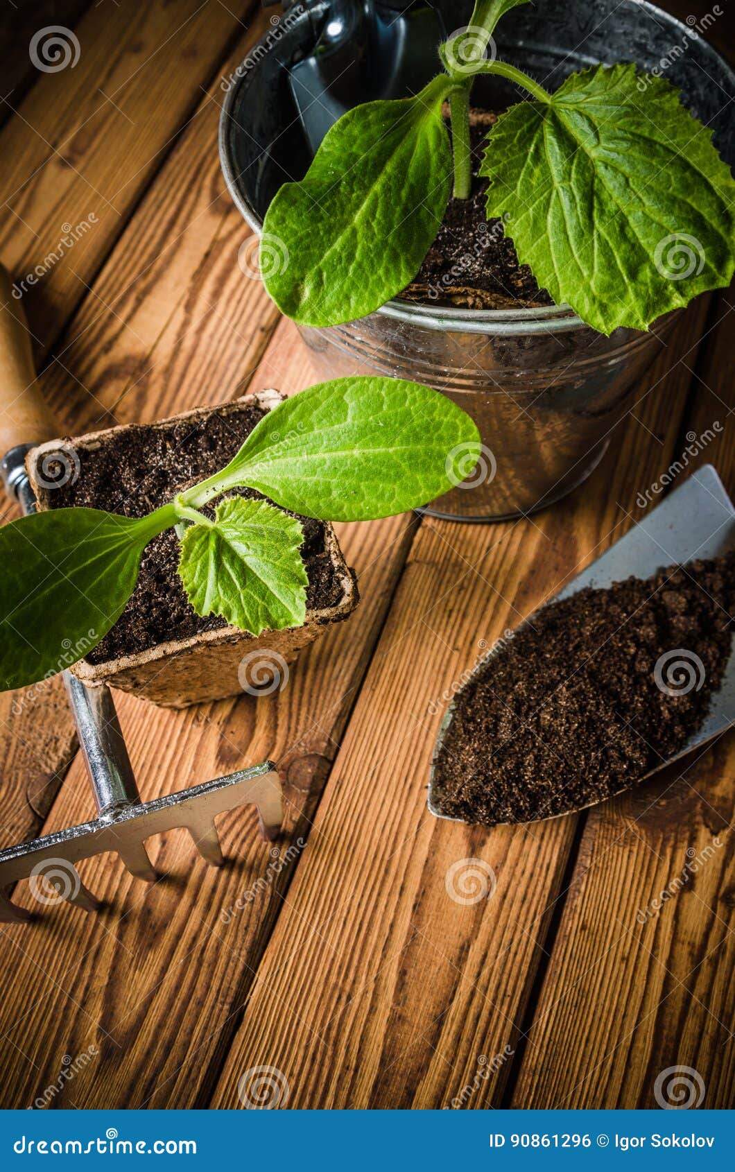 Zucchini Seedling and Garden Tools, Close-up Stock Photo - Image of ...