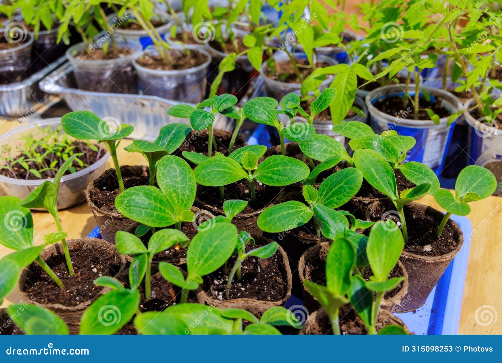 Zucchini Seedlings are Ready for Planting in a Garden Stock Image ...