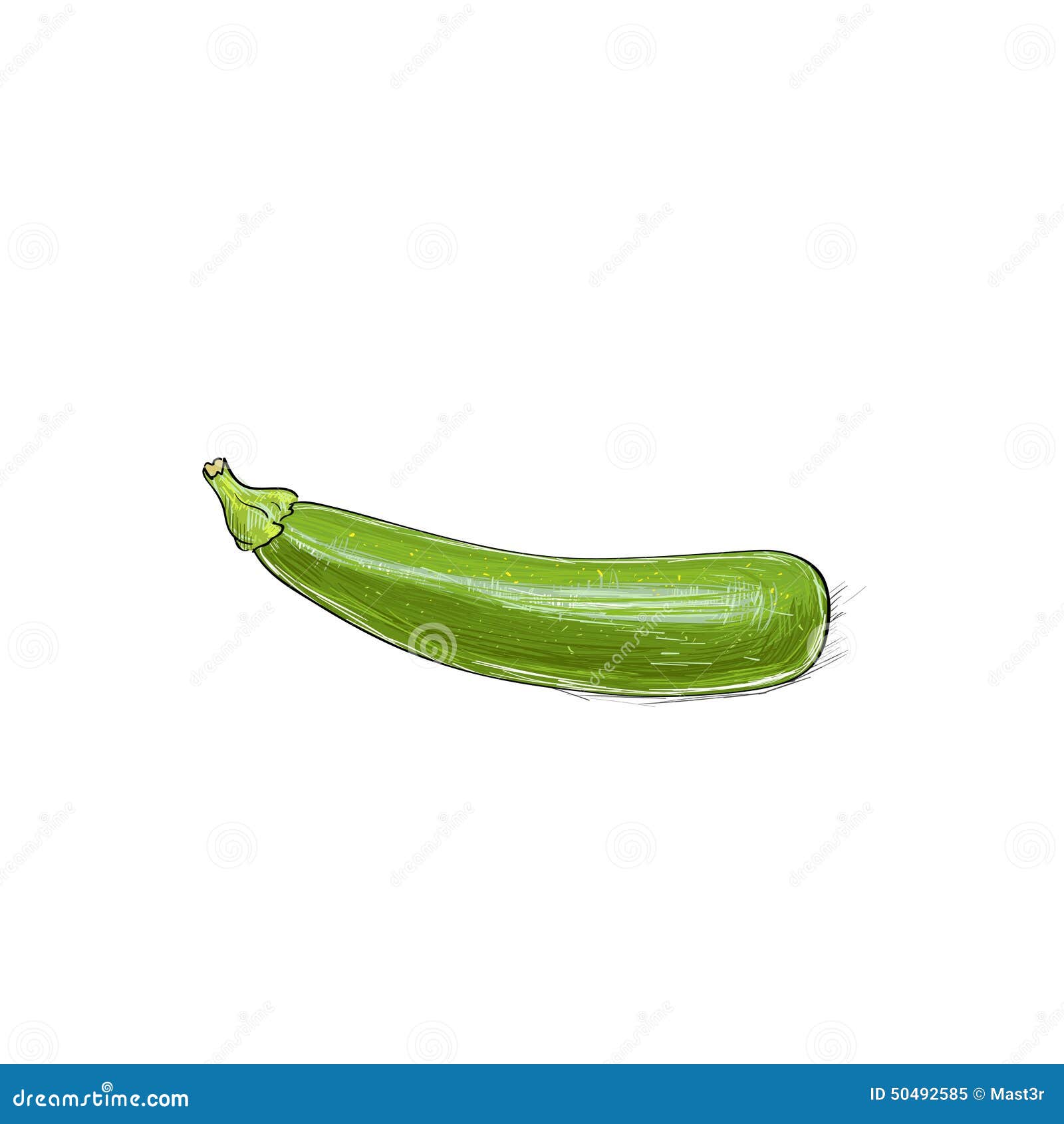 Zucchini Sketch Color Drawing Isolated Over White Stock Vector ...