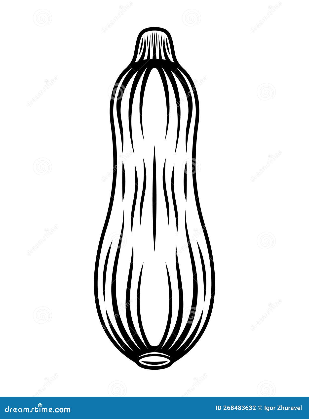 Zucchini or Squash Plant Vector Black Monochrome Graphic Object or ...