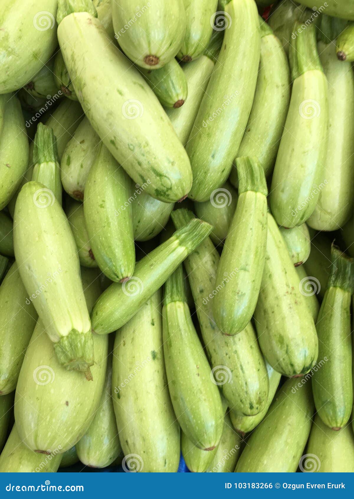 Zucchini Background Isolate Stock Photo - Image of leaf, freshness ...