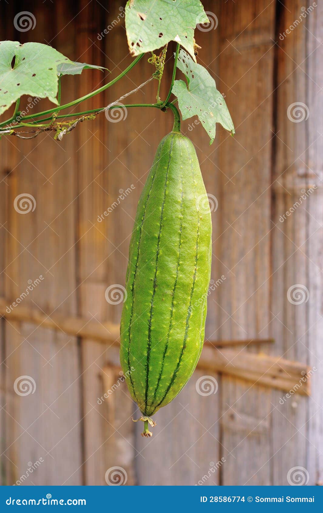 Zucchini in the tree stock photo. Image of fruit, food - 28586774