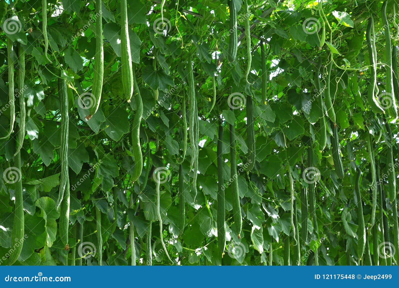 Zucchini on the Tree in the Garden. Stock Photo - Image of drop, leaf ...