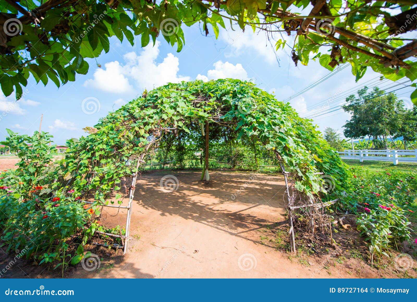 Zucchini Tree Plant on Bamboo Arch Stock Photo - Image of zucchini ...