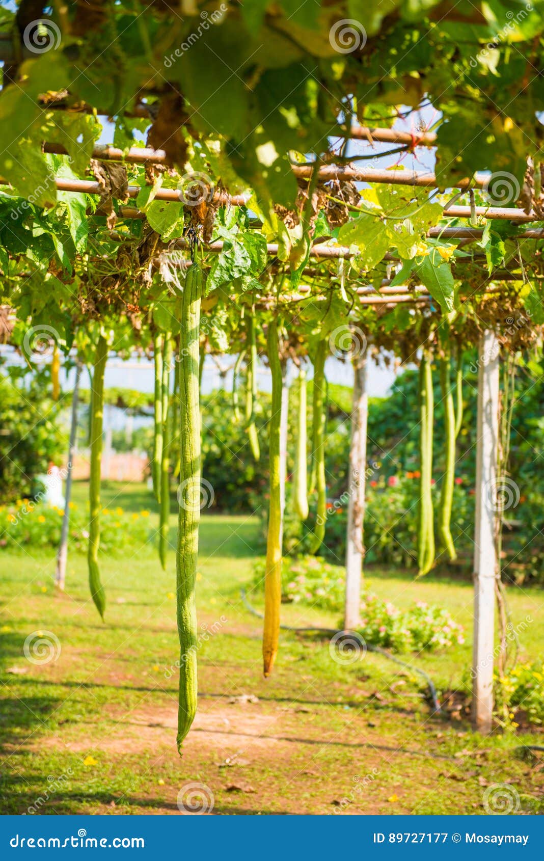 Zucchini Tree Plant on Bamboo Arch Stock Image - Image of growth, food ...