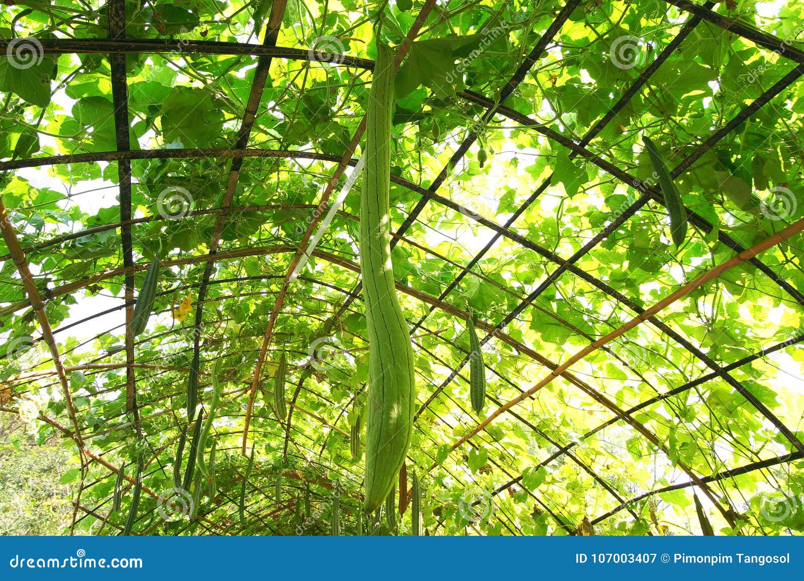 Zucchini stock image. Image of tree, harvest, garden - 107003407