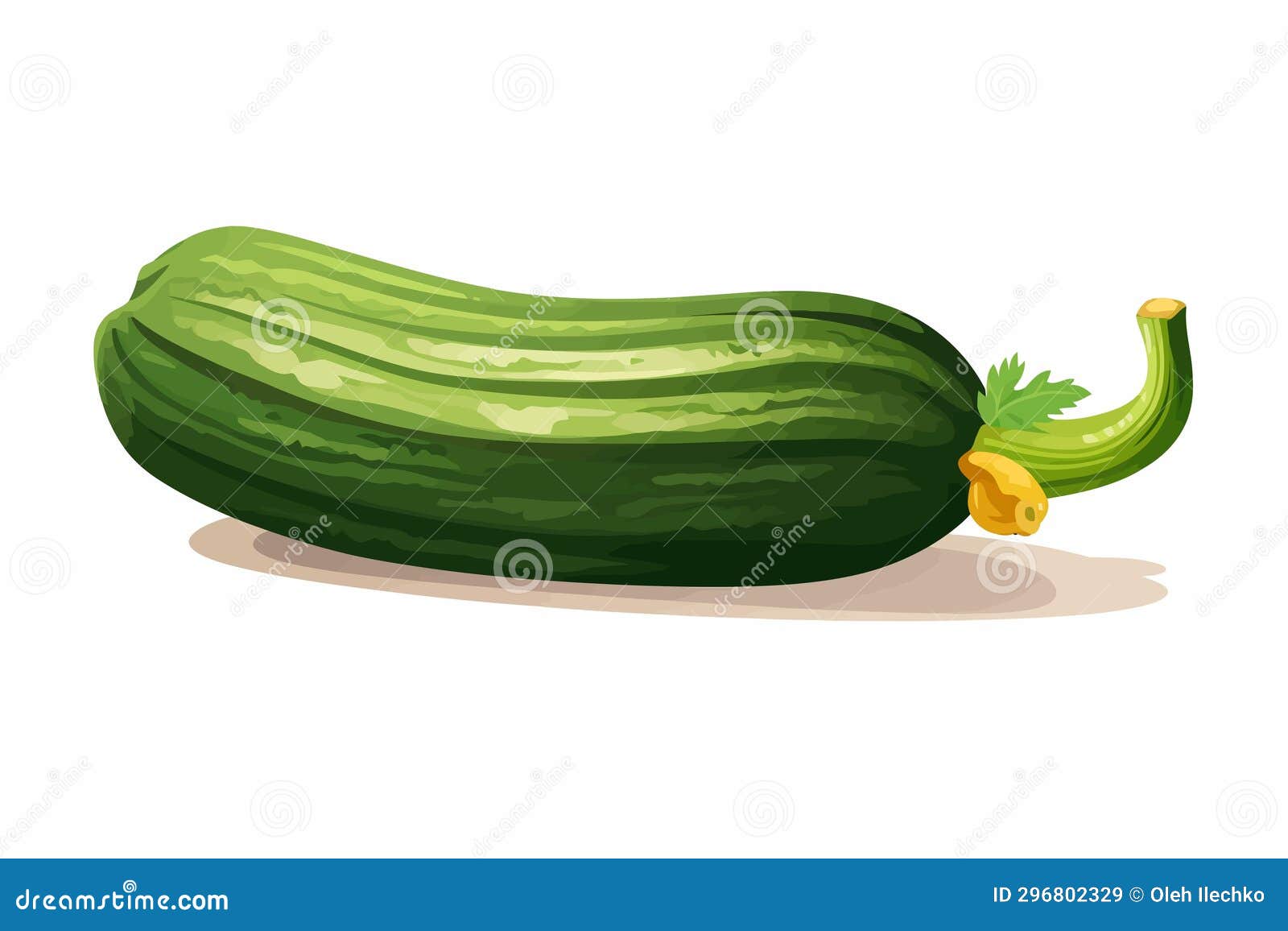 Zucchini Vector Flat Minimalistic Isolated Illustration Stock ...
