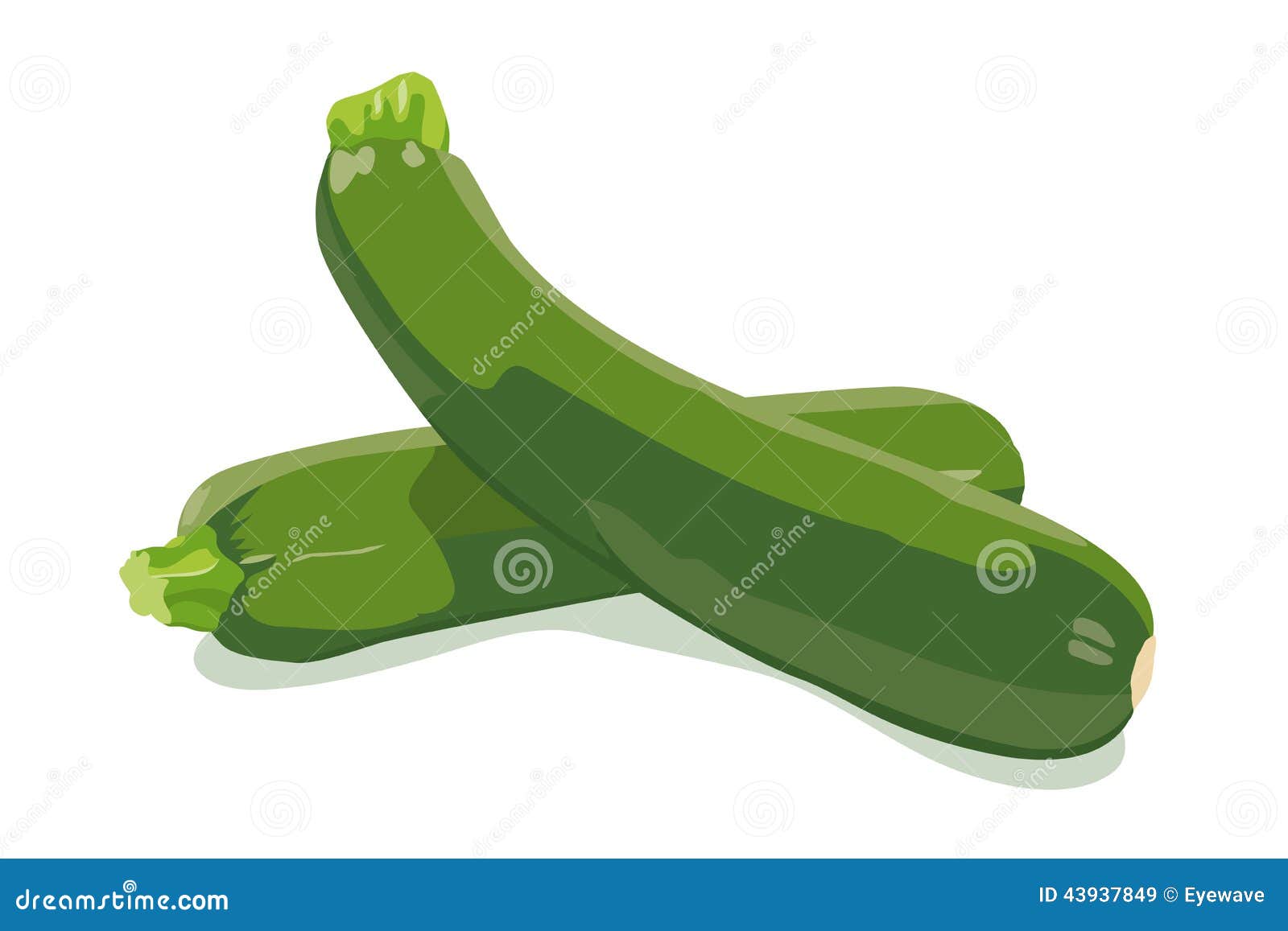 Zucchini Vector Illustration Stock Vector - Illustration of healthy ...