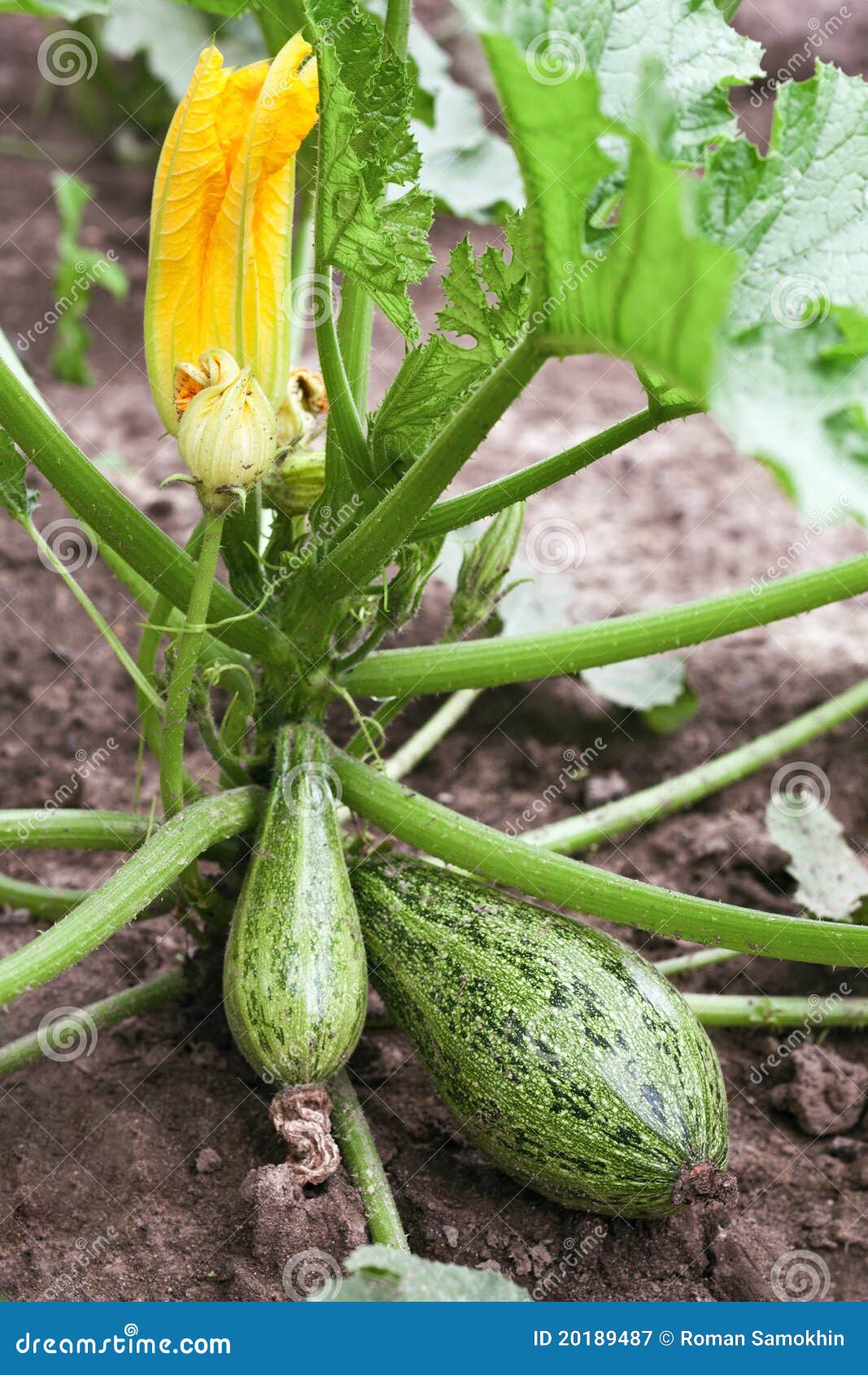 Zucchini in Vegetable Garden Stock Image - Image of leaf, horticulture ...