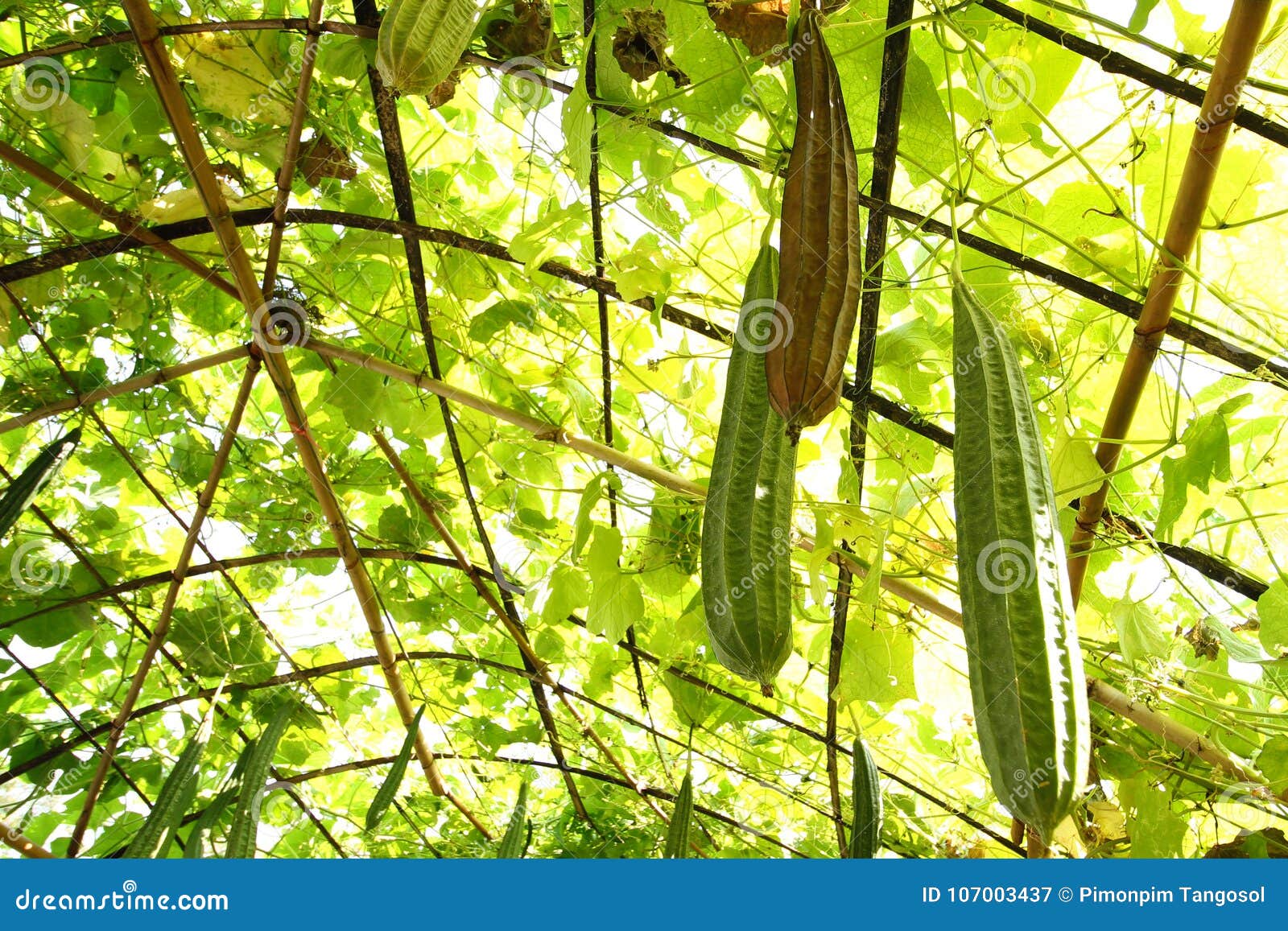 Zucchini stock image. Image of gardening, agriculture - 107003437