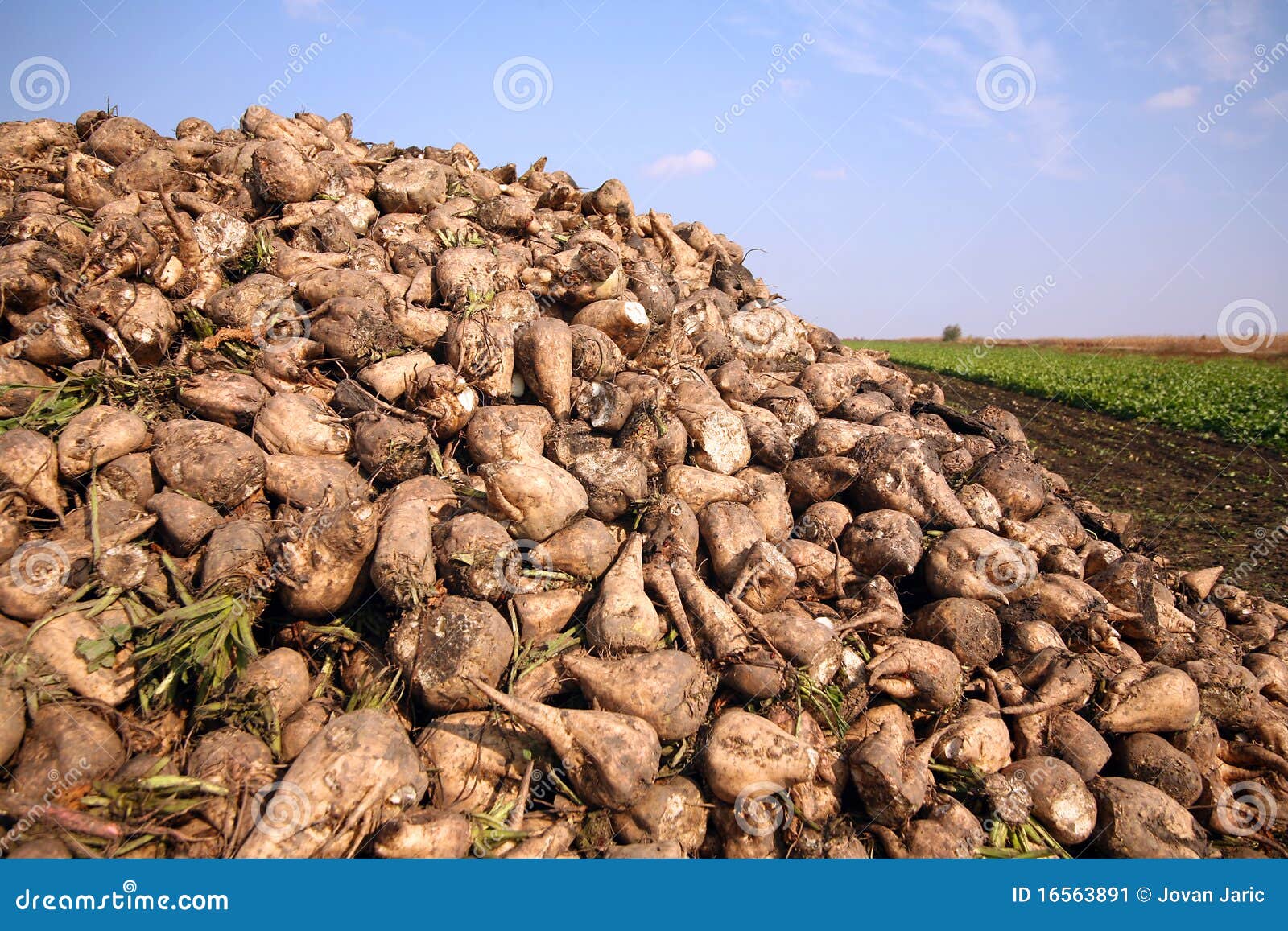 Zuckerrübe stockbild. Bild von aufbereiten, industrie - 16563891