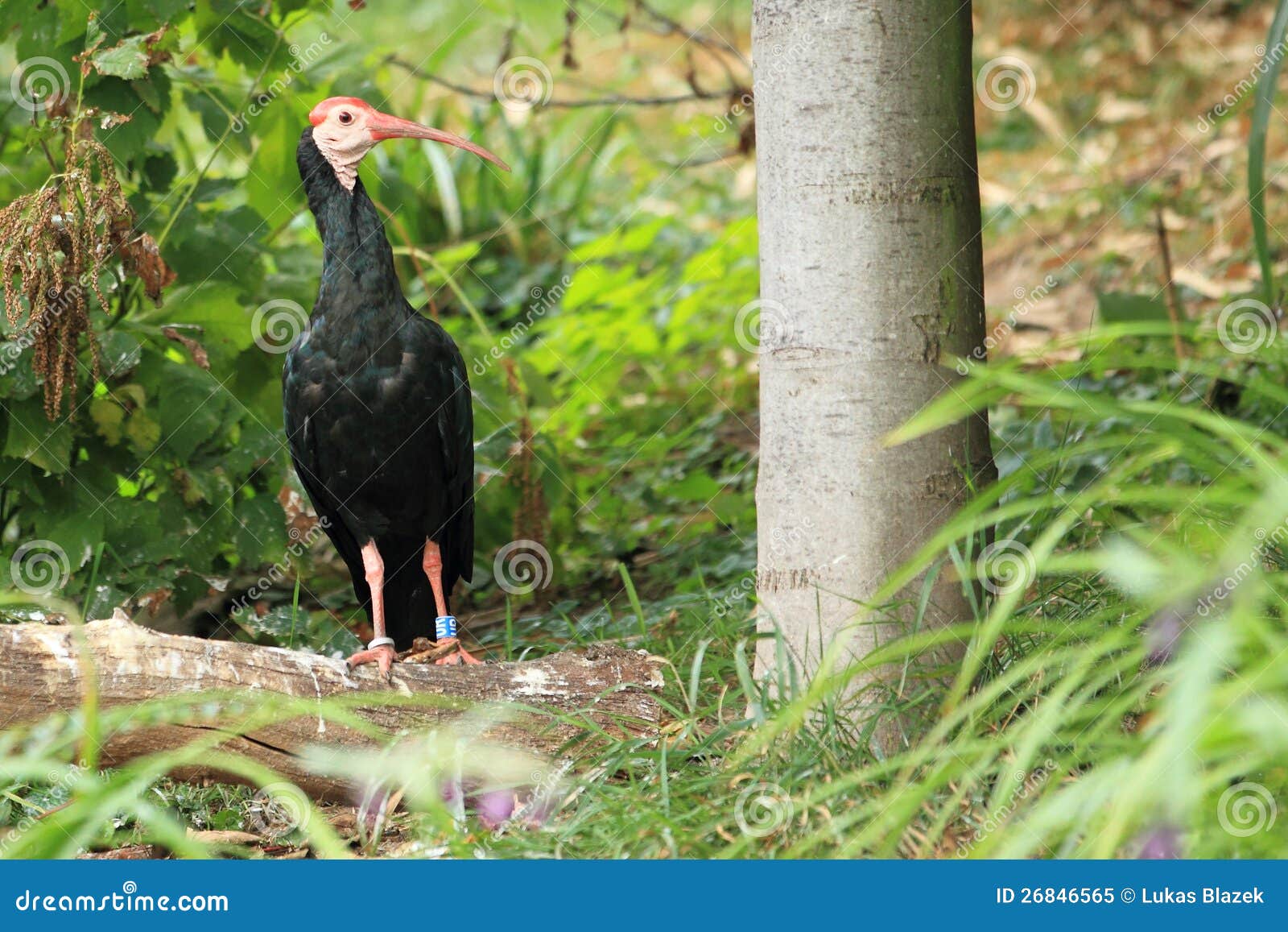 Zuidelijke kale ibis stock afbeelding. Image of kaal - 26846565