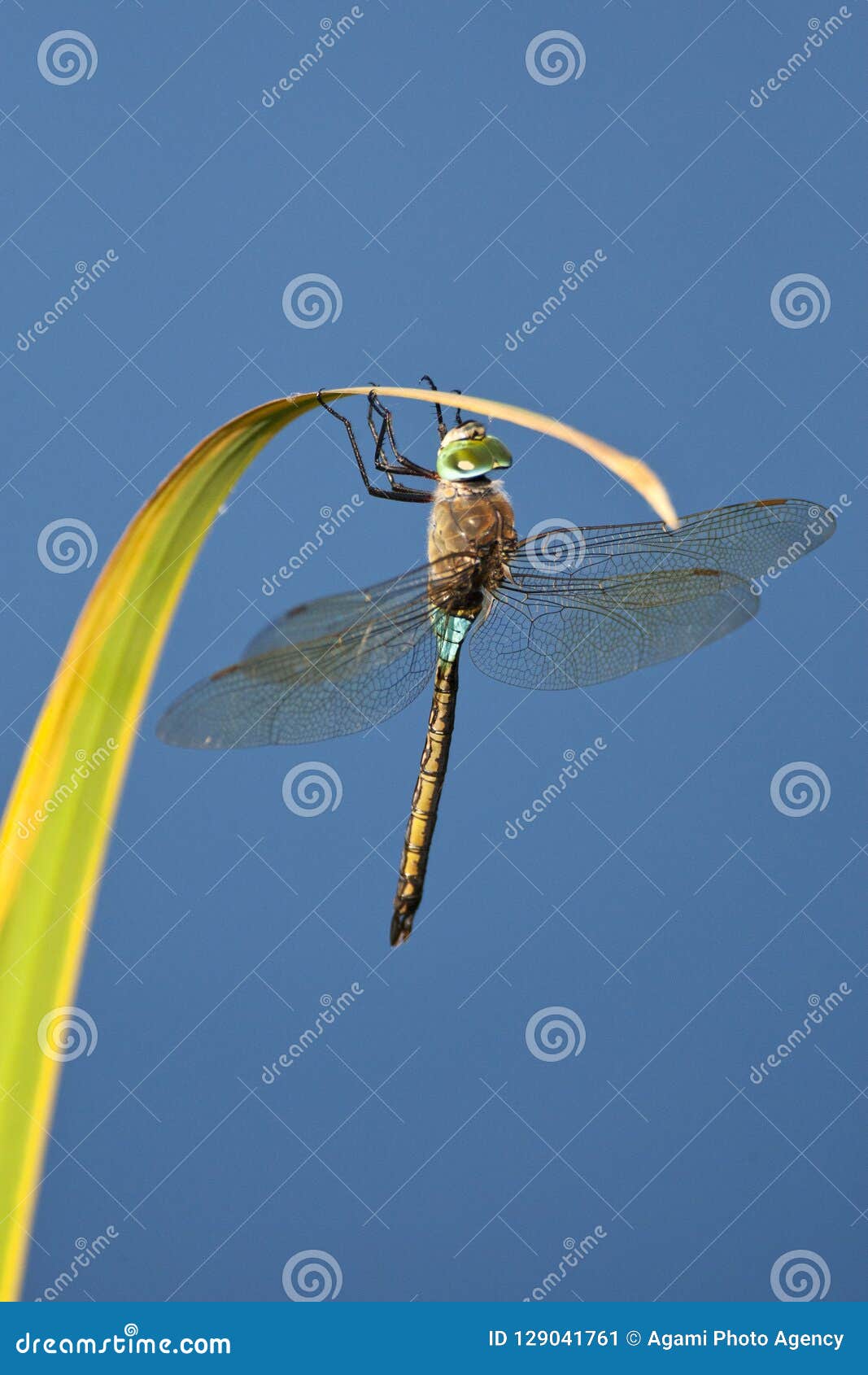 Zuidelijke Keizerlibel, Anax Parthenope, Lesser Emperor Stock Image ...