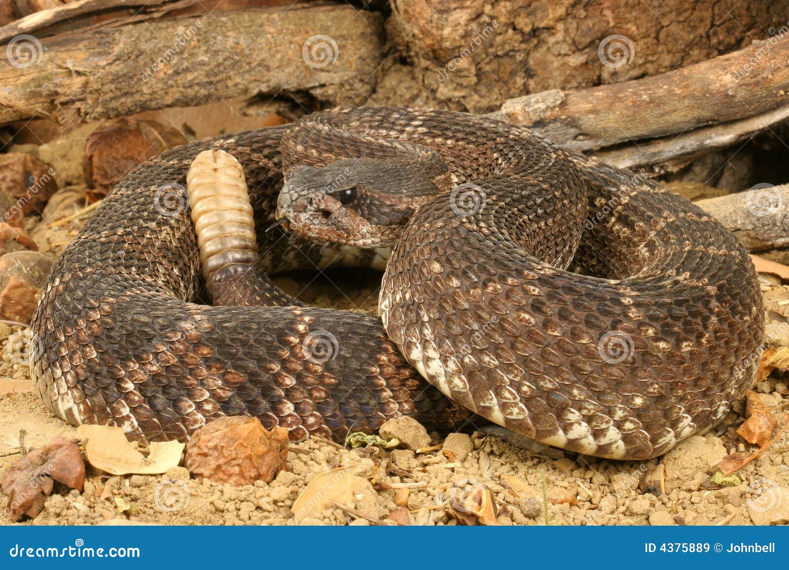 Zuidelijke Vreedzame Ratelslang Stock Afbeelding - Image of vergift ...