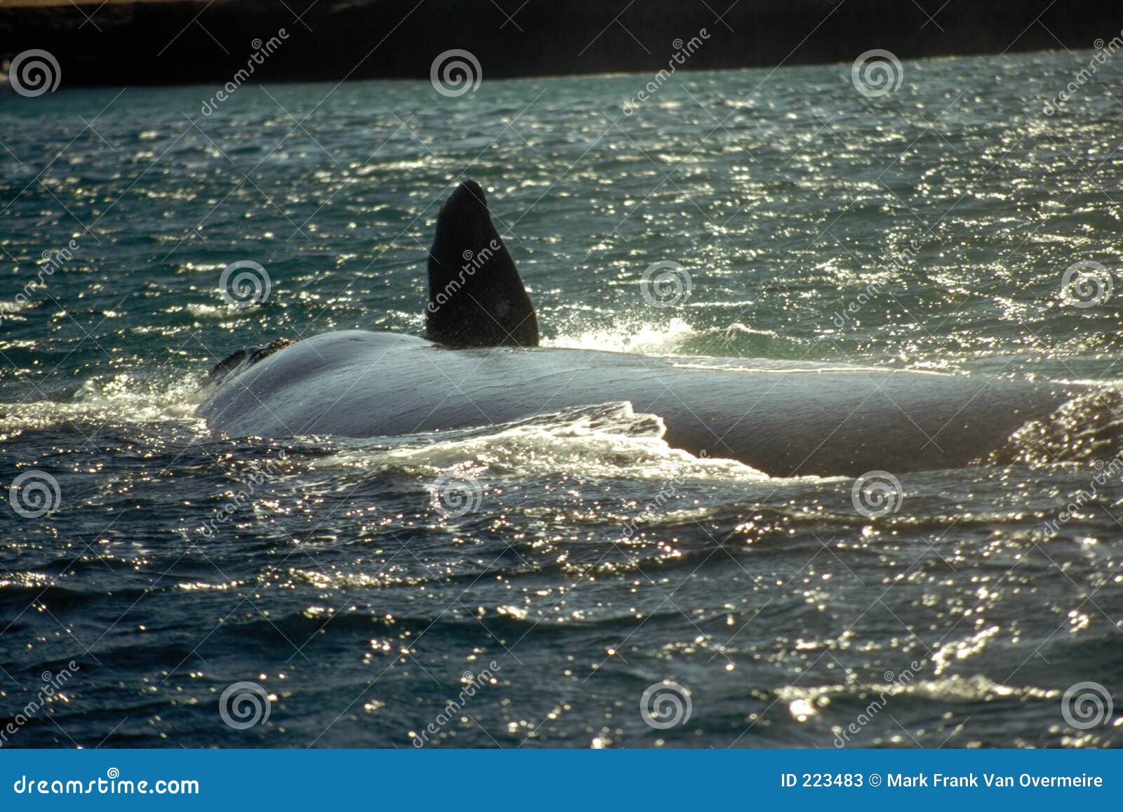 Zuidelijke Walvis stock afbeelding. Image of patagonië - 223483