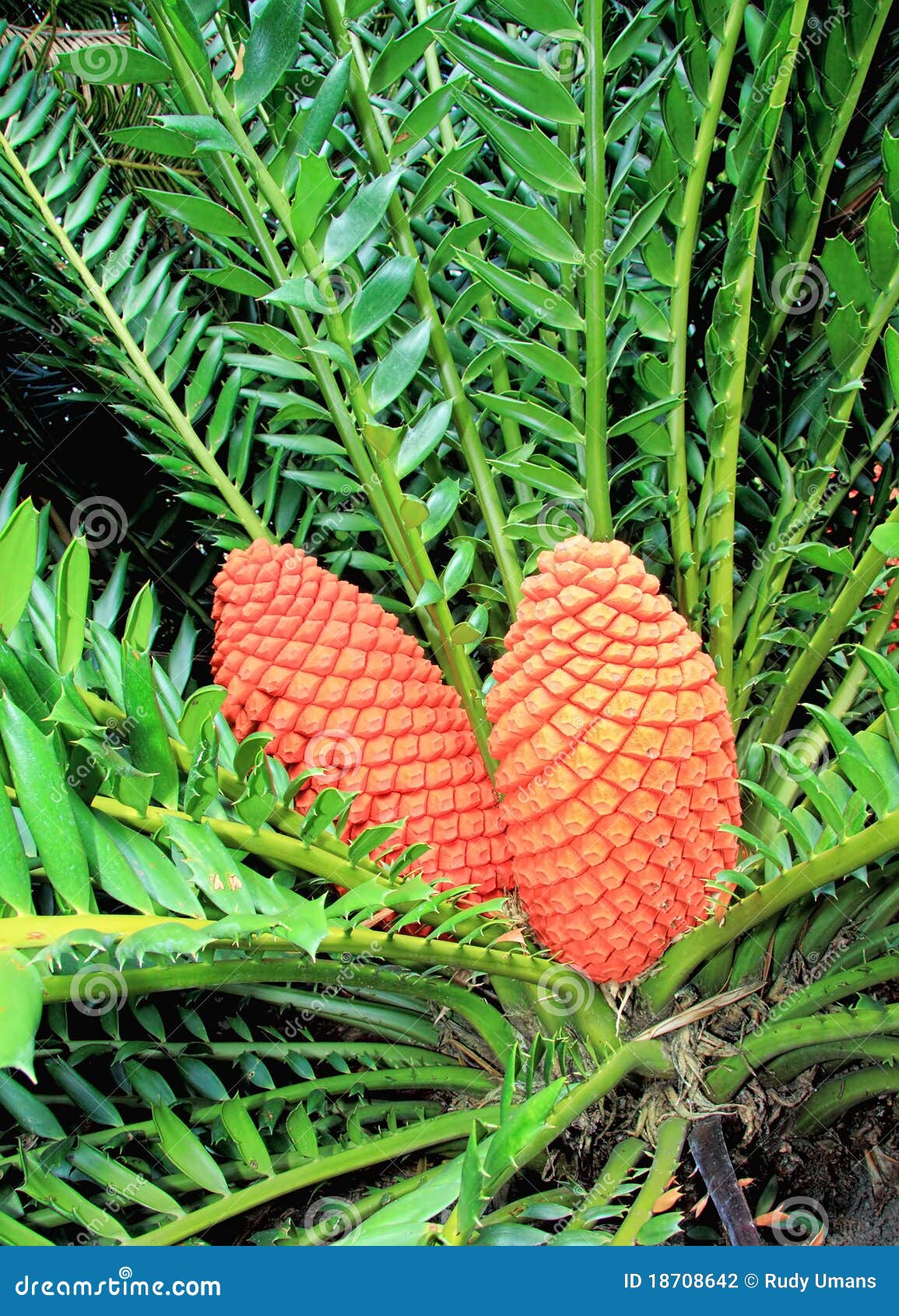 Zululand Cycad stock photo. Image of cycad, jardim, floral - 18708642