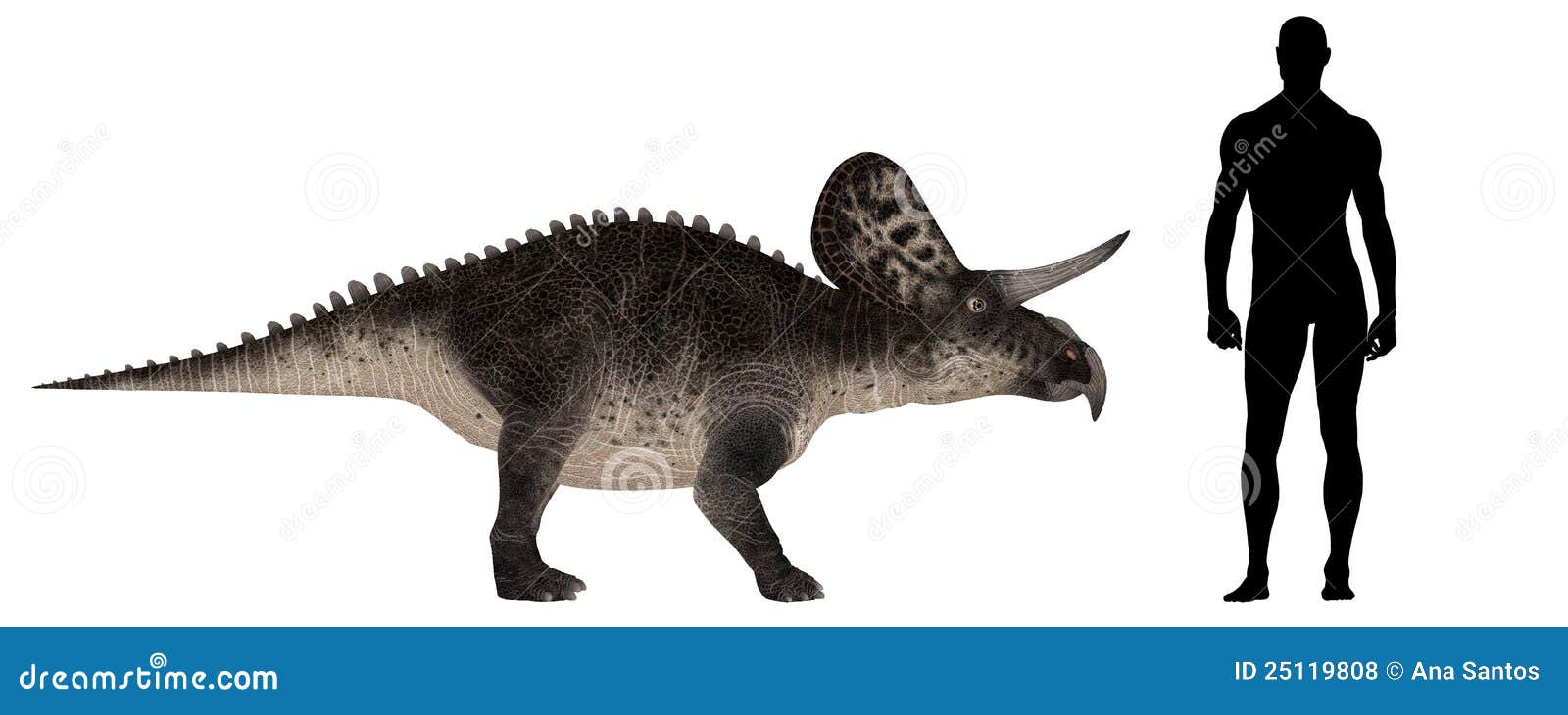 Zuniceratops Size Comparison Stock Illustration - Illustration of ...
