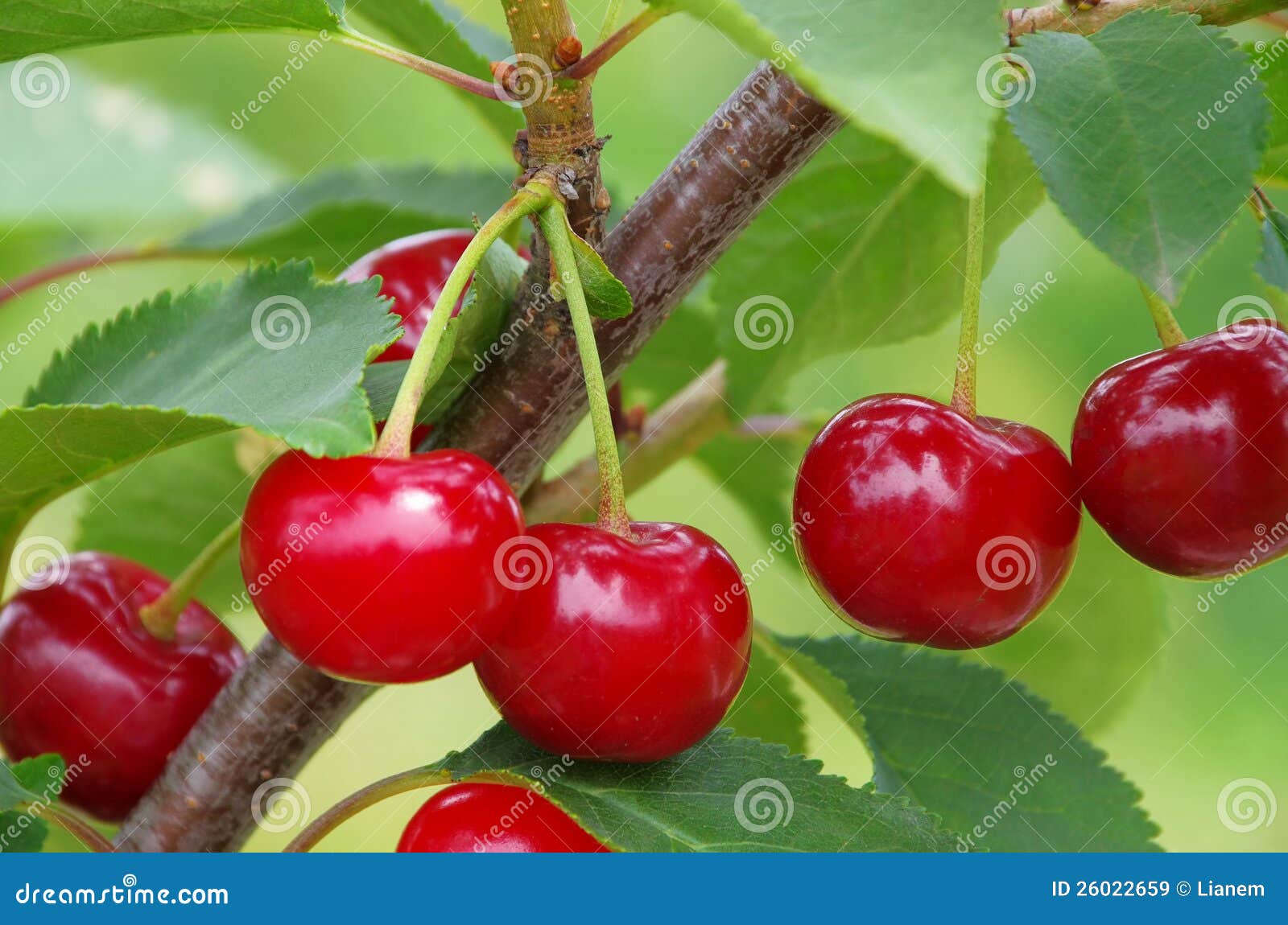 Zure kers stock afbeelding. Image of blad, vrucht, rijp - 26022659