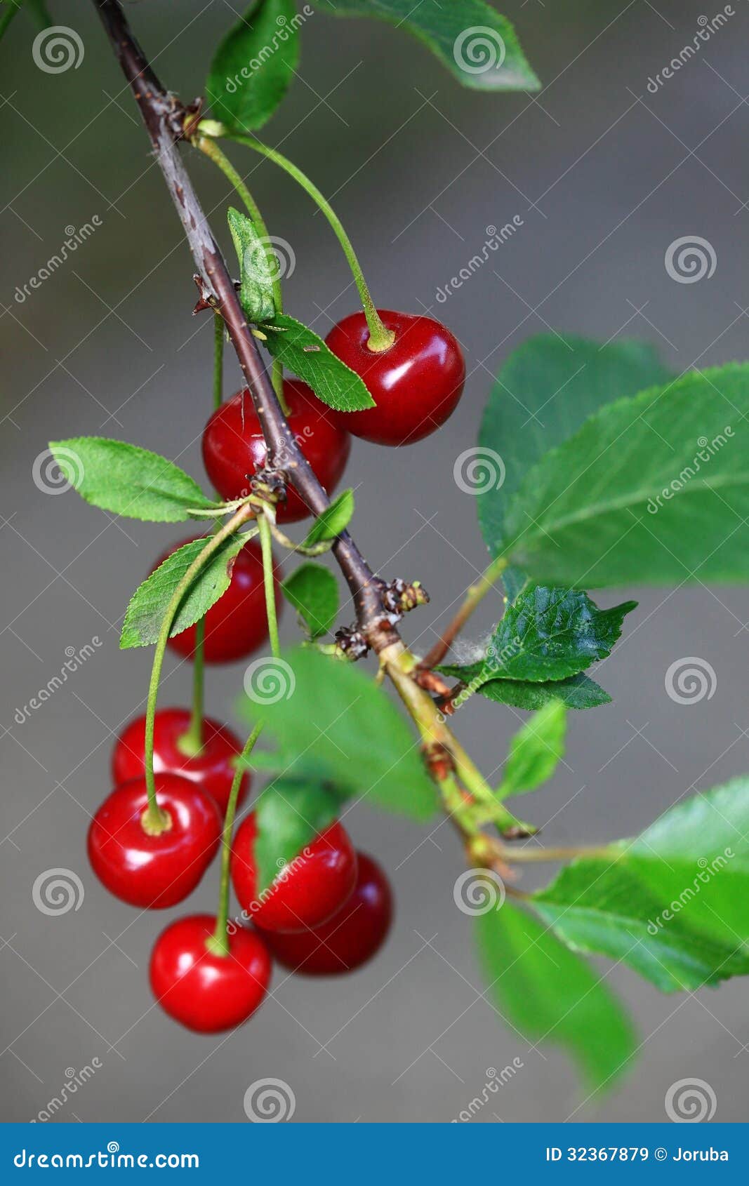 Zure kers stock afbeelding. Image of organisch, velen - 32367879