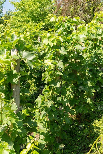 Common Grape Vine or Vitis Vinifera Plant in Zurich in Switzerland ... Common Grape Vine or Vitis Vinifera Plant in Zurich in Switzerland ...