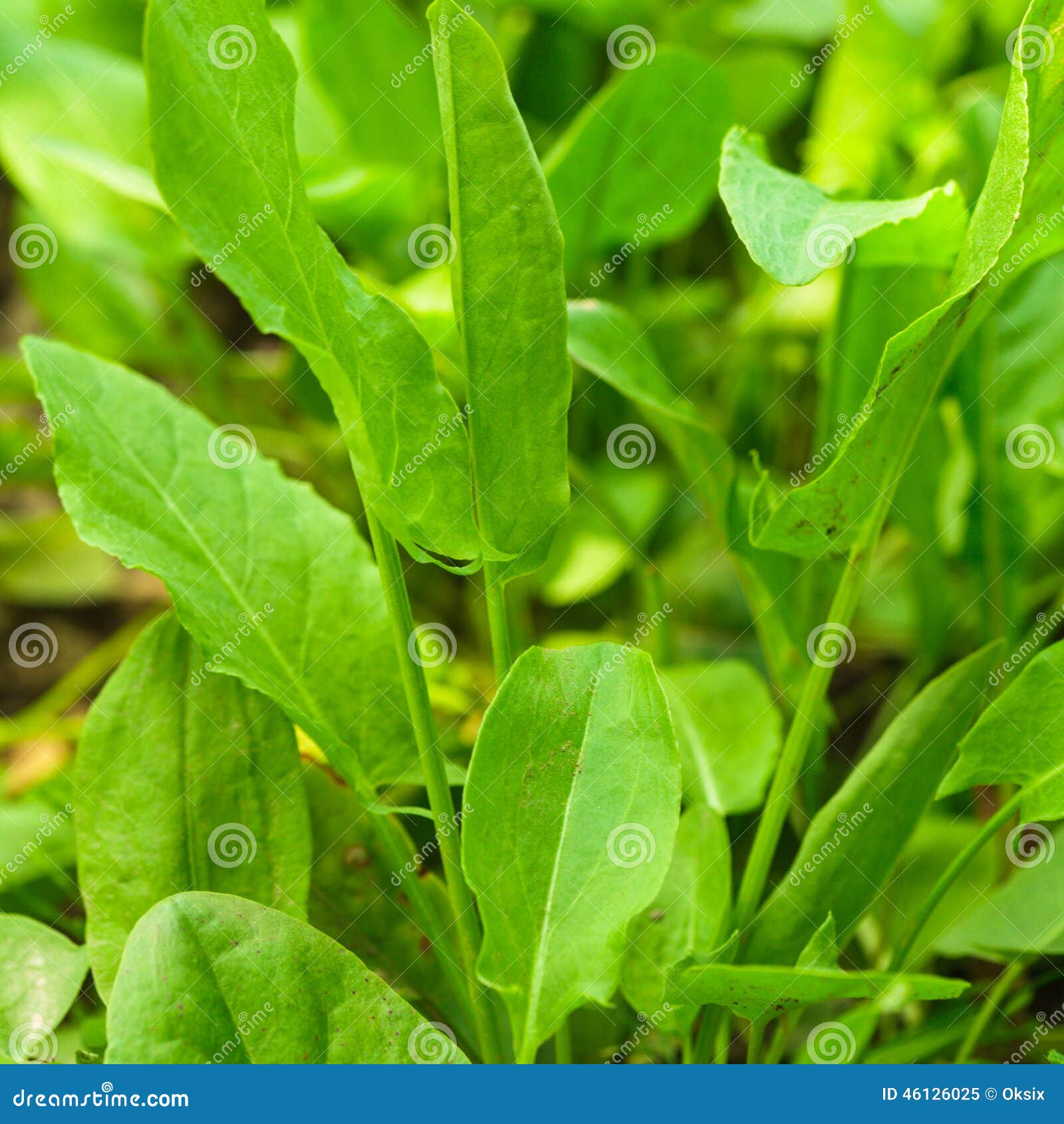 Zuring in de tuin stock afbeelding. Image of salade, zomer - 46126025