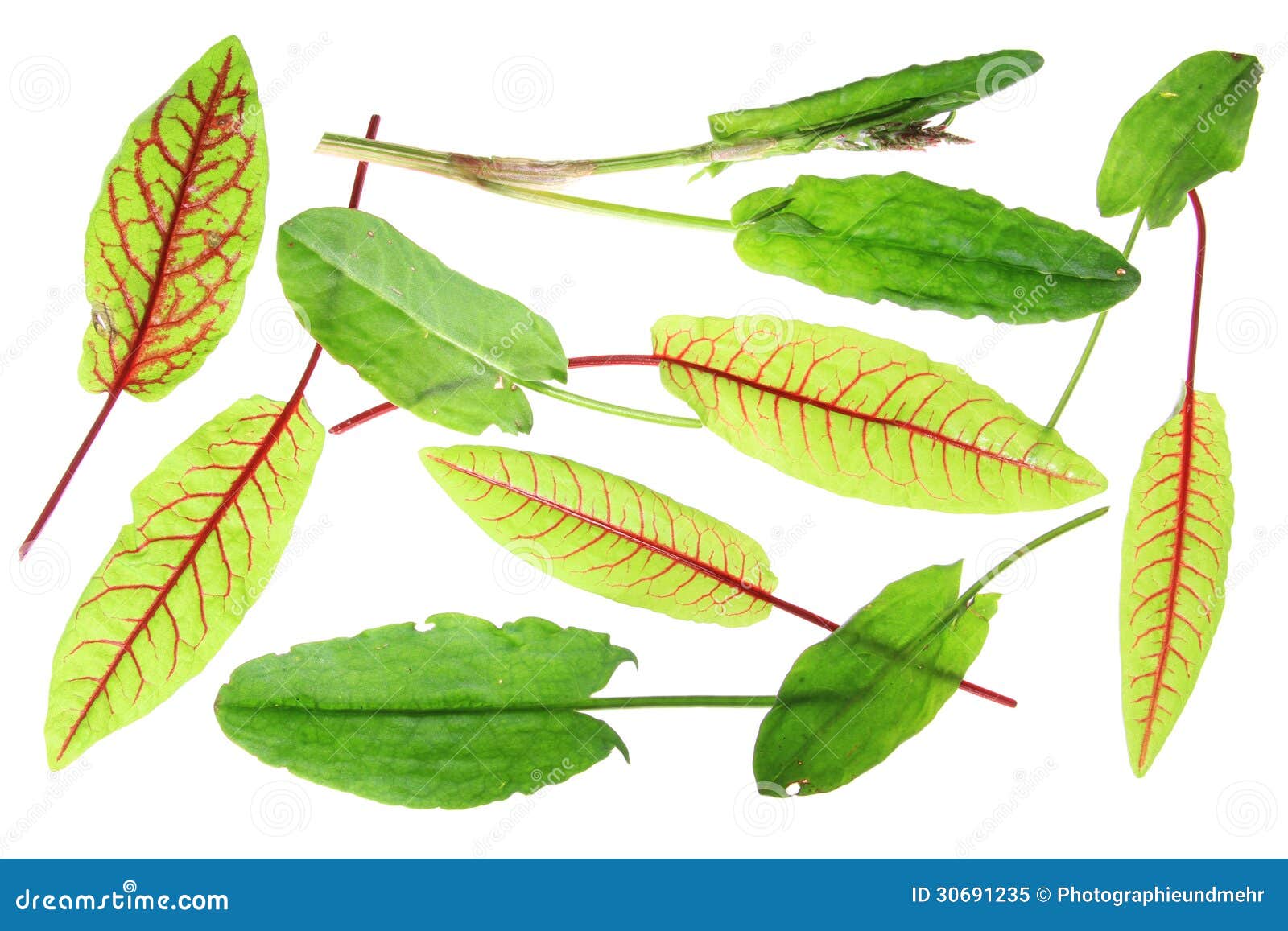 Zuring en bloedzuring stock afbeelding. Image of familie - 30691235