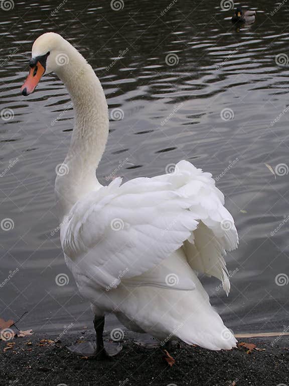 Zwaan stock afbeelding. Image of zwaan, kijk, stad, vogel - 182861