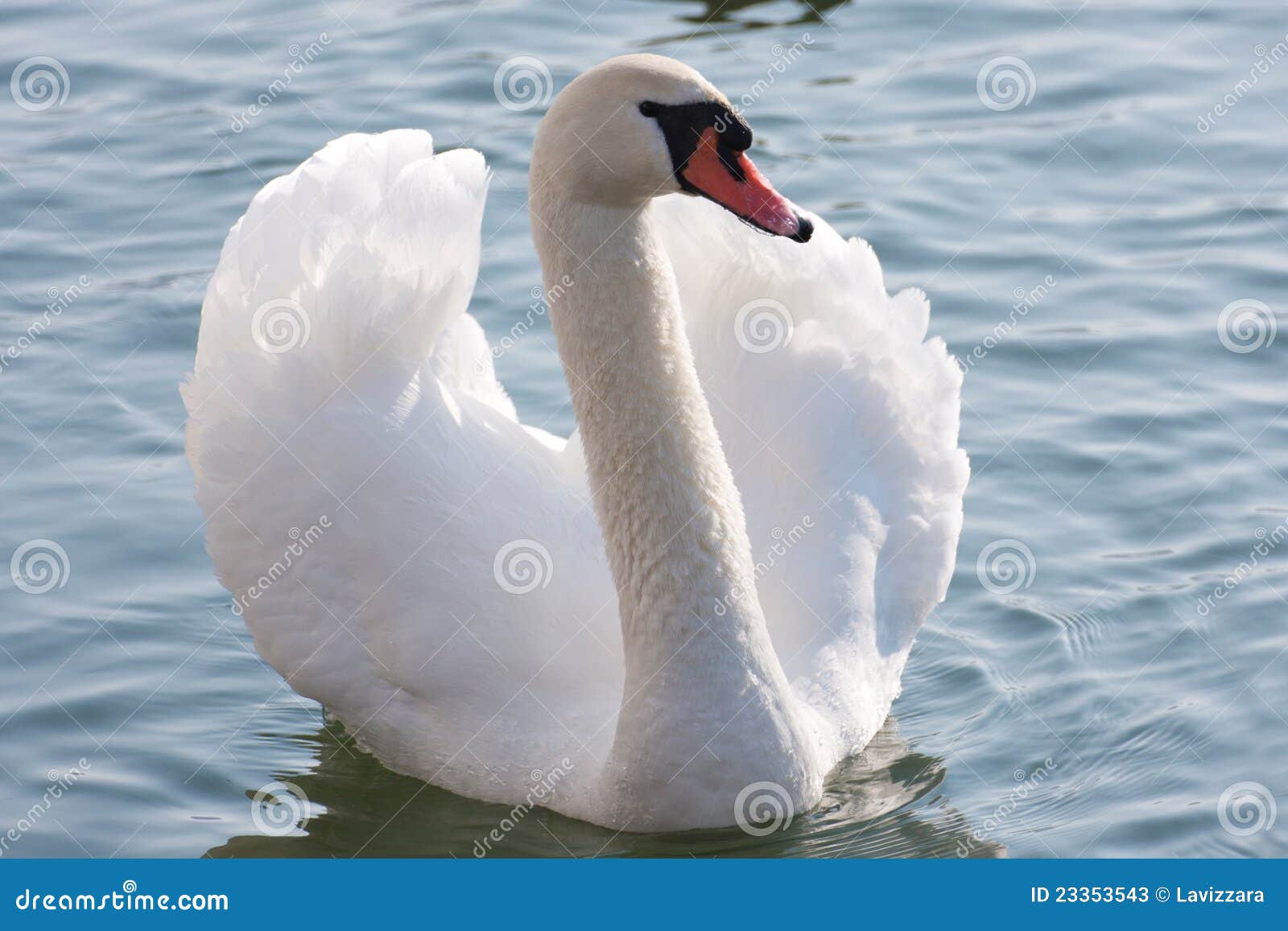 Zwaan stock afbeelding. Image of jong, zwart, zwanen - 23353543