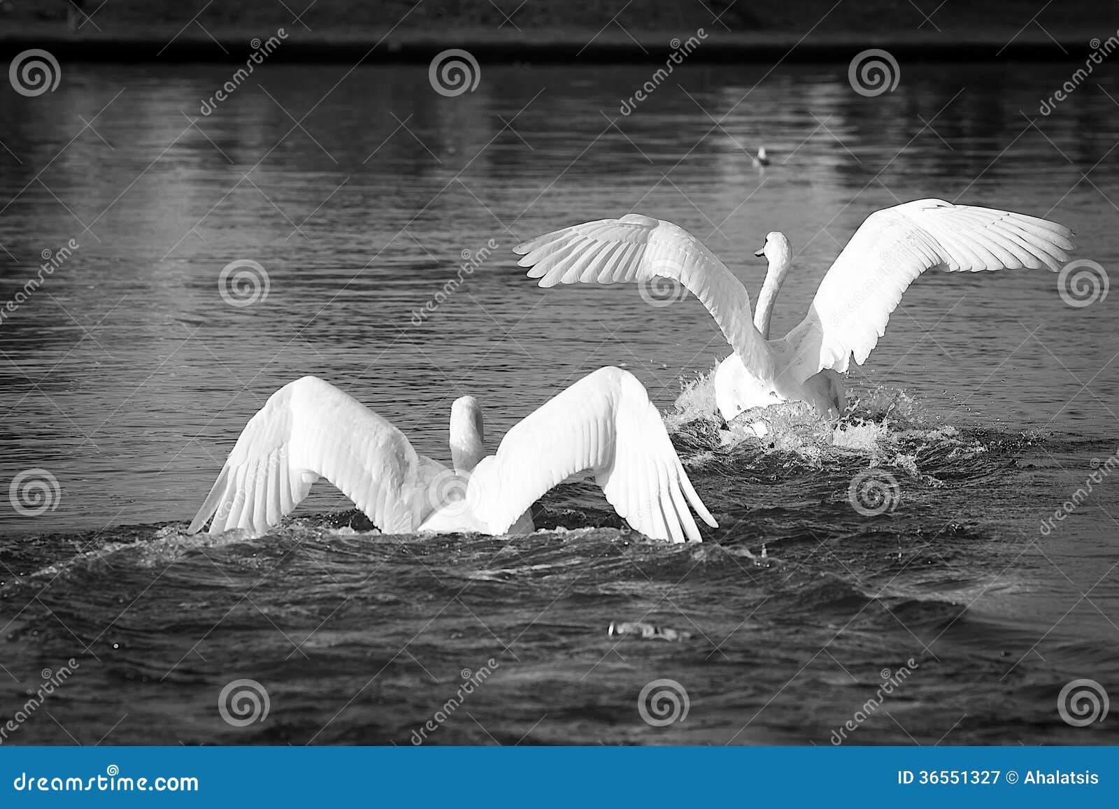 Zwanen stock afbeelding. Image of polen, vistula, fauna - 36551327