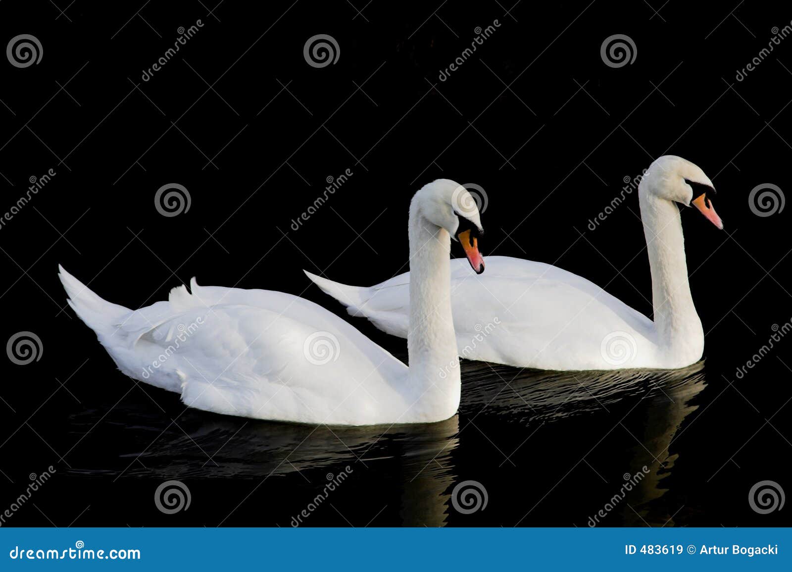 Zwanen stock afbeelding. Image of symbool, nave, symbolisch - 483619