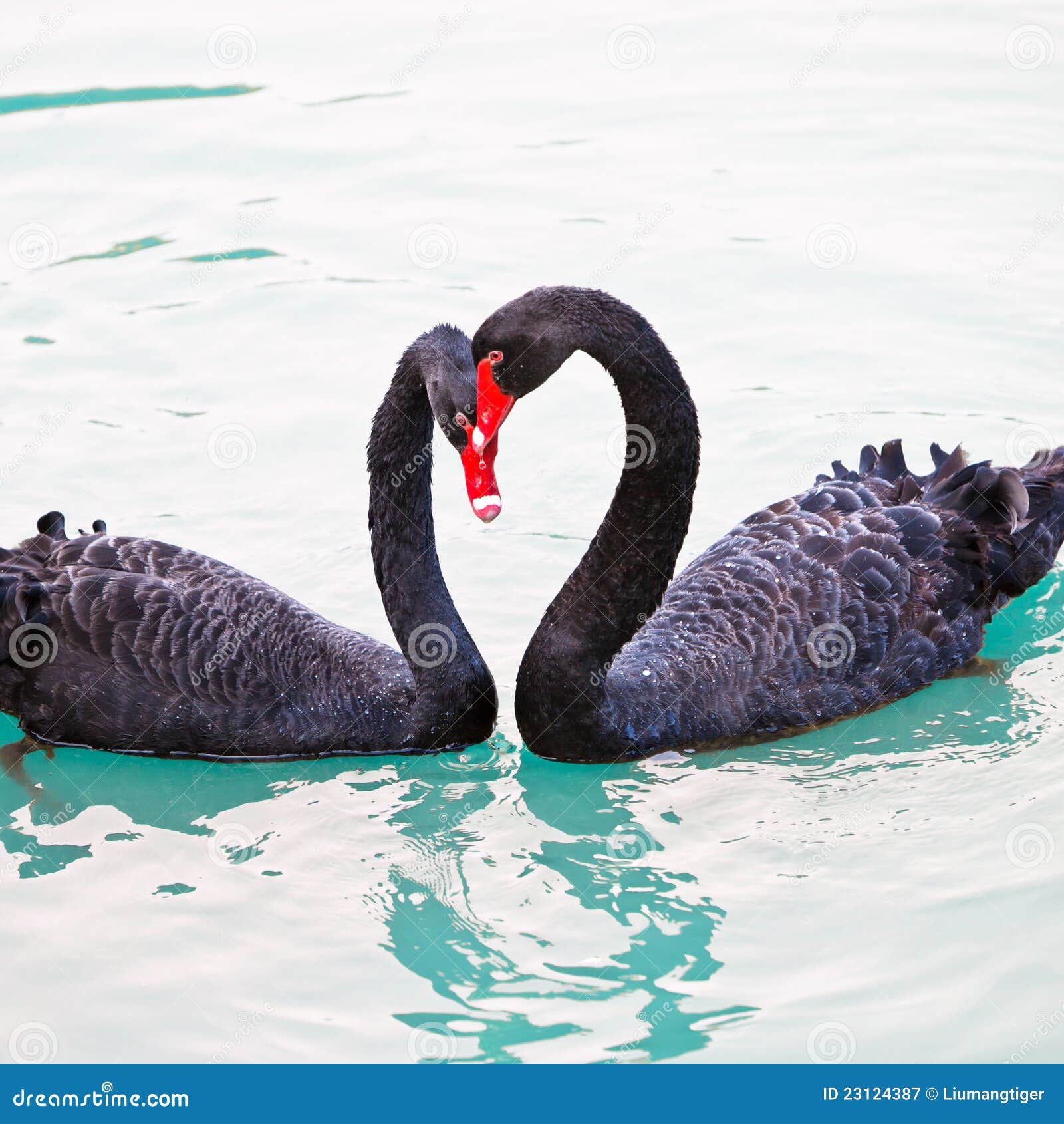 Zwanen in liefde stock afbeelding. Image of eend, familie - 23124387