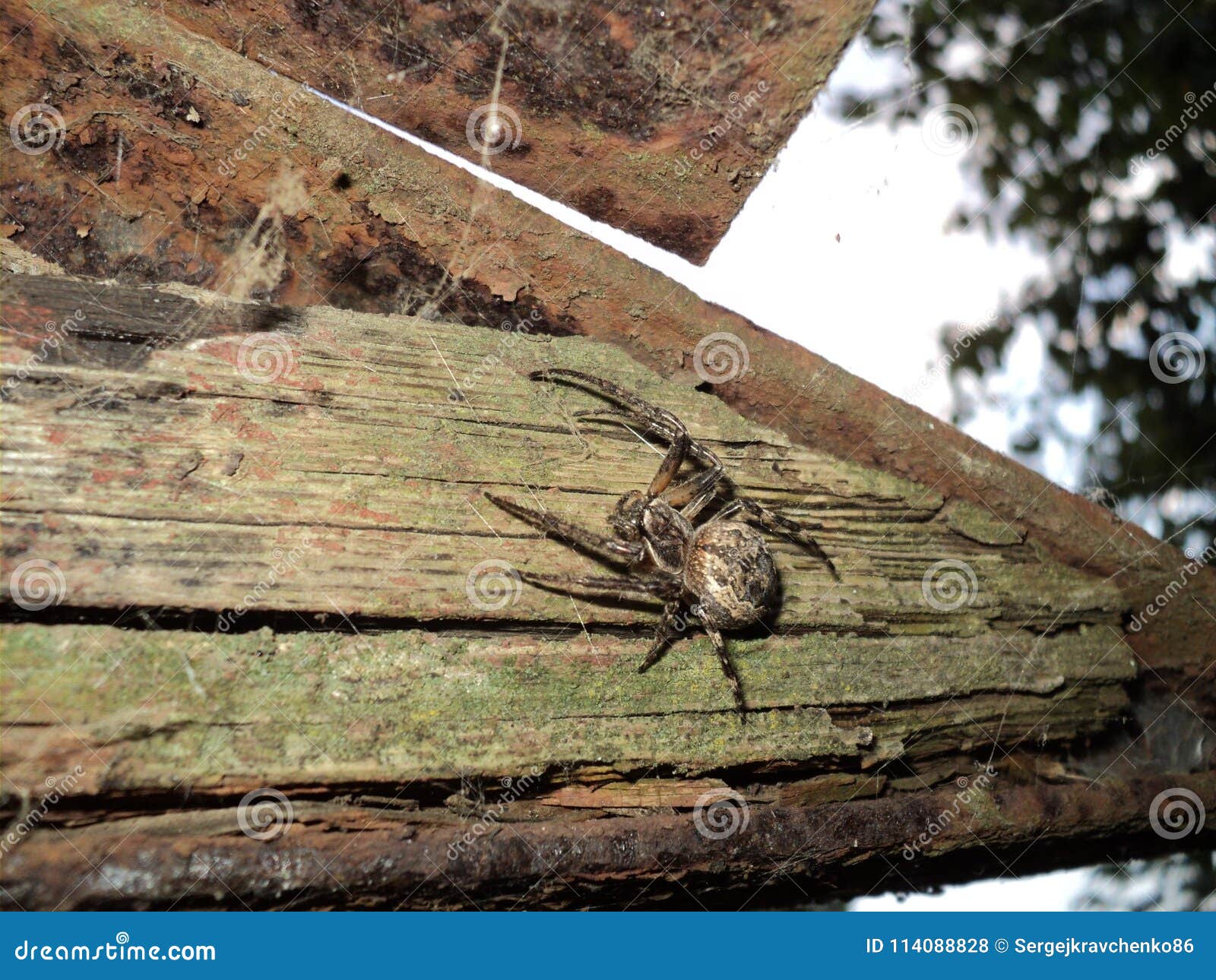 Zware Spinachtige Boomspin Gevaarlijke Crap Stock Foto - Image of mooi ...