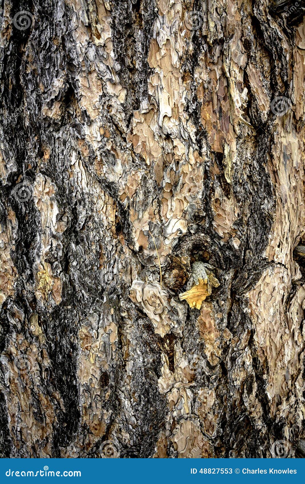 Zware Textuur Op Boomteken in Aard Stock Afbeelding - Image of vals ...