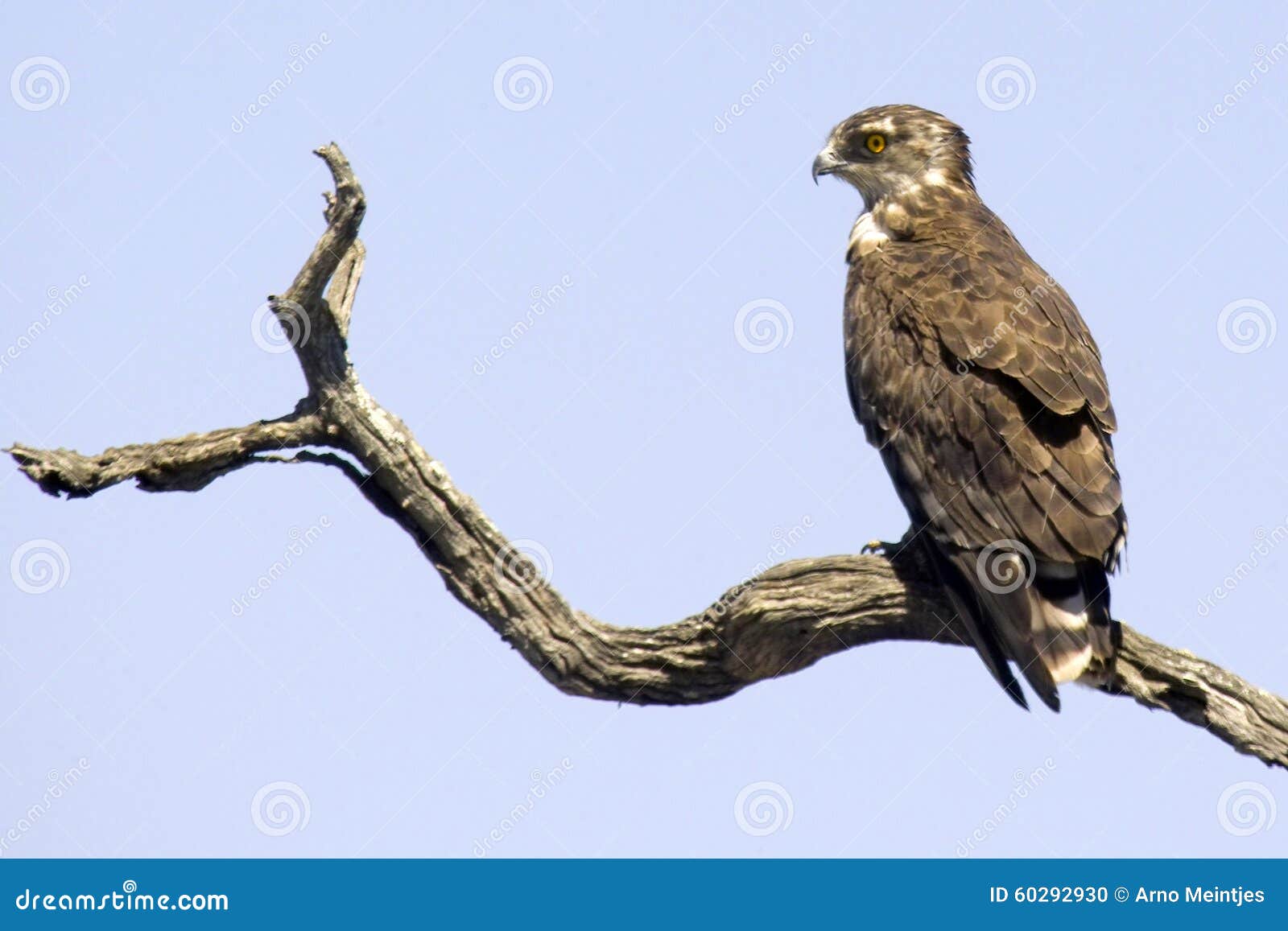 Zwart-chested Slang-Eagle (Circaetus-borstspier) Stock Foto - Image of ...