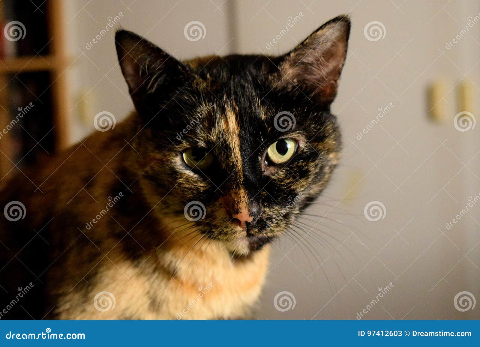 Zwart en bruine kat stock afbeelding. Image of vrees - 97412603