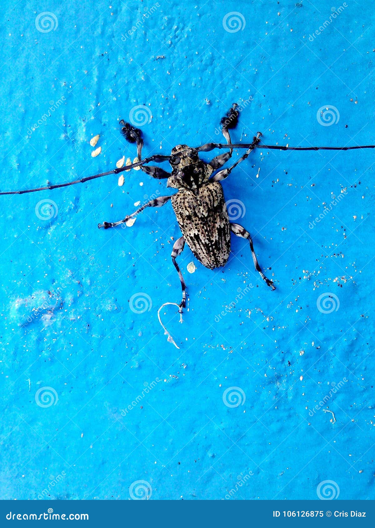 Zwart En Grijs-wit Insect Met Lang Stock Afbeelding - Image of antennes ...