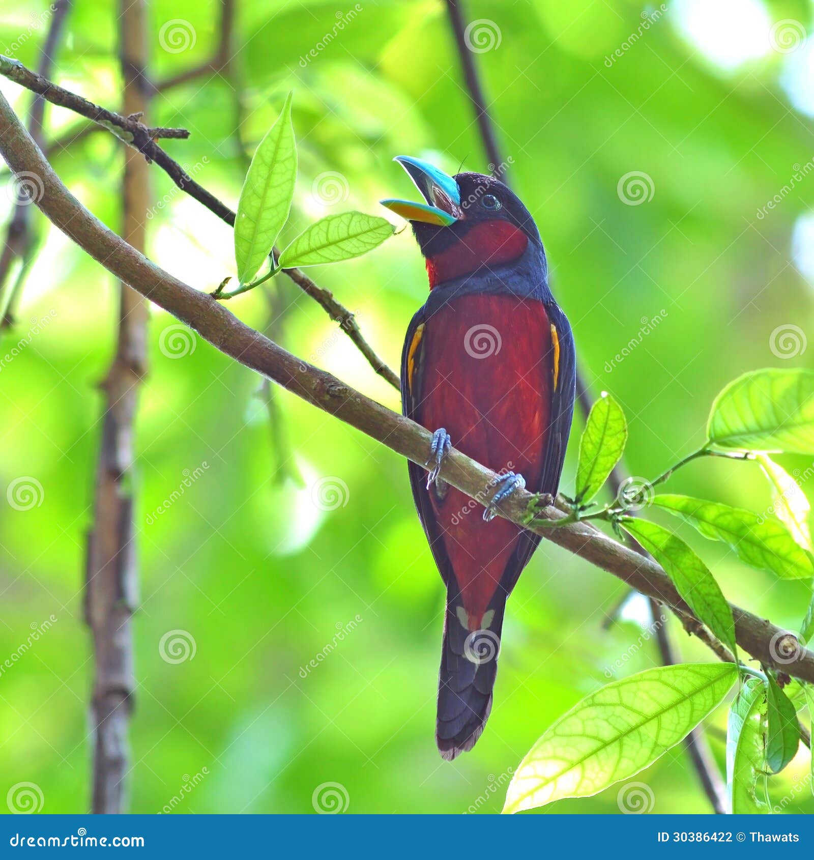 Zwart-en-rood Broadbill Vogel Stock Foto - Image of zwart, park: 30386422