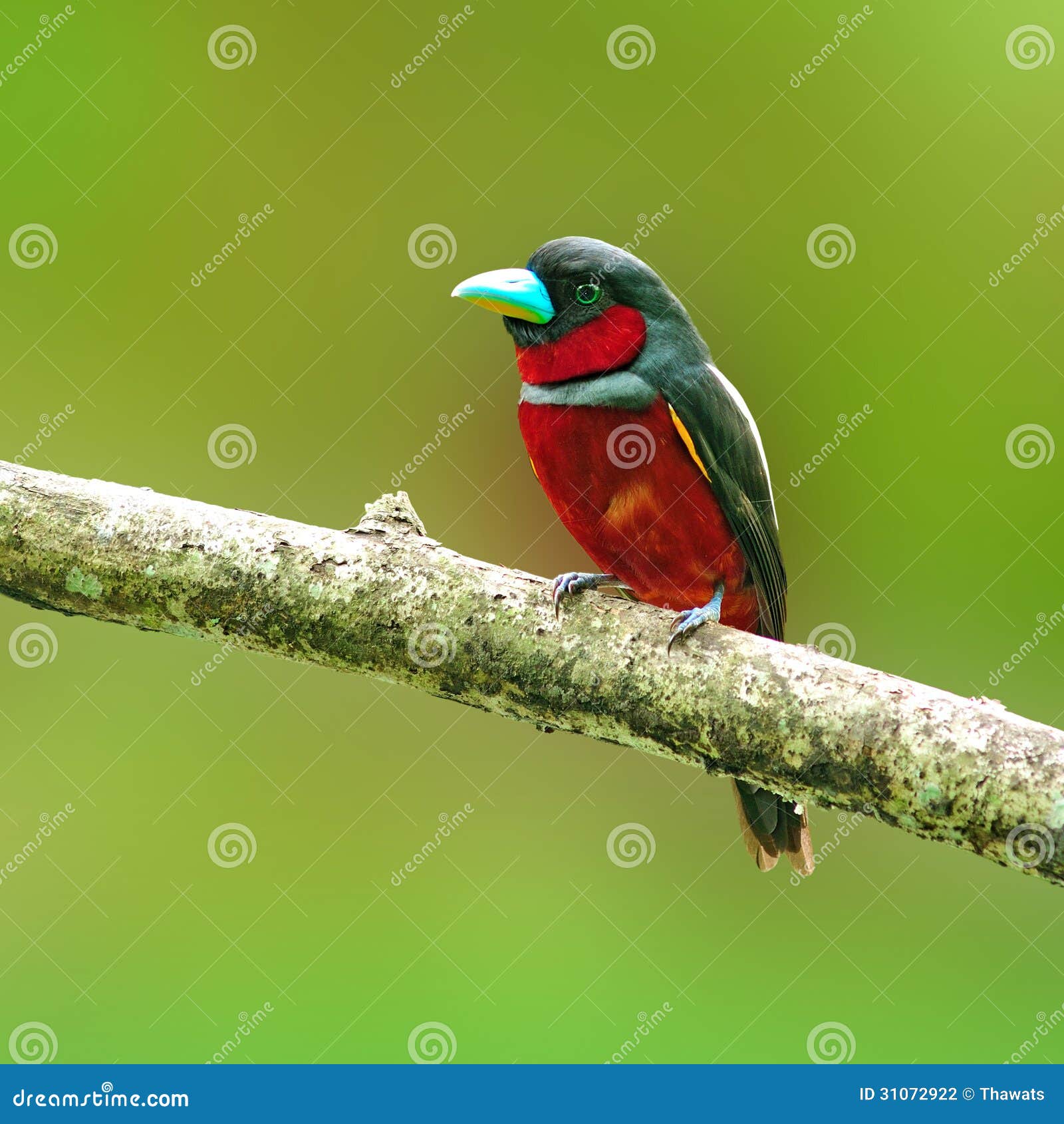 Zwart-en-rood Broadbill Vogel Stock Foto - Image of kleur, vogel: 31072922