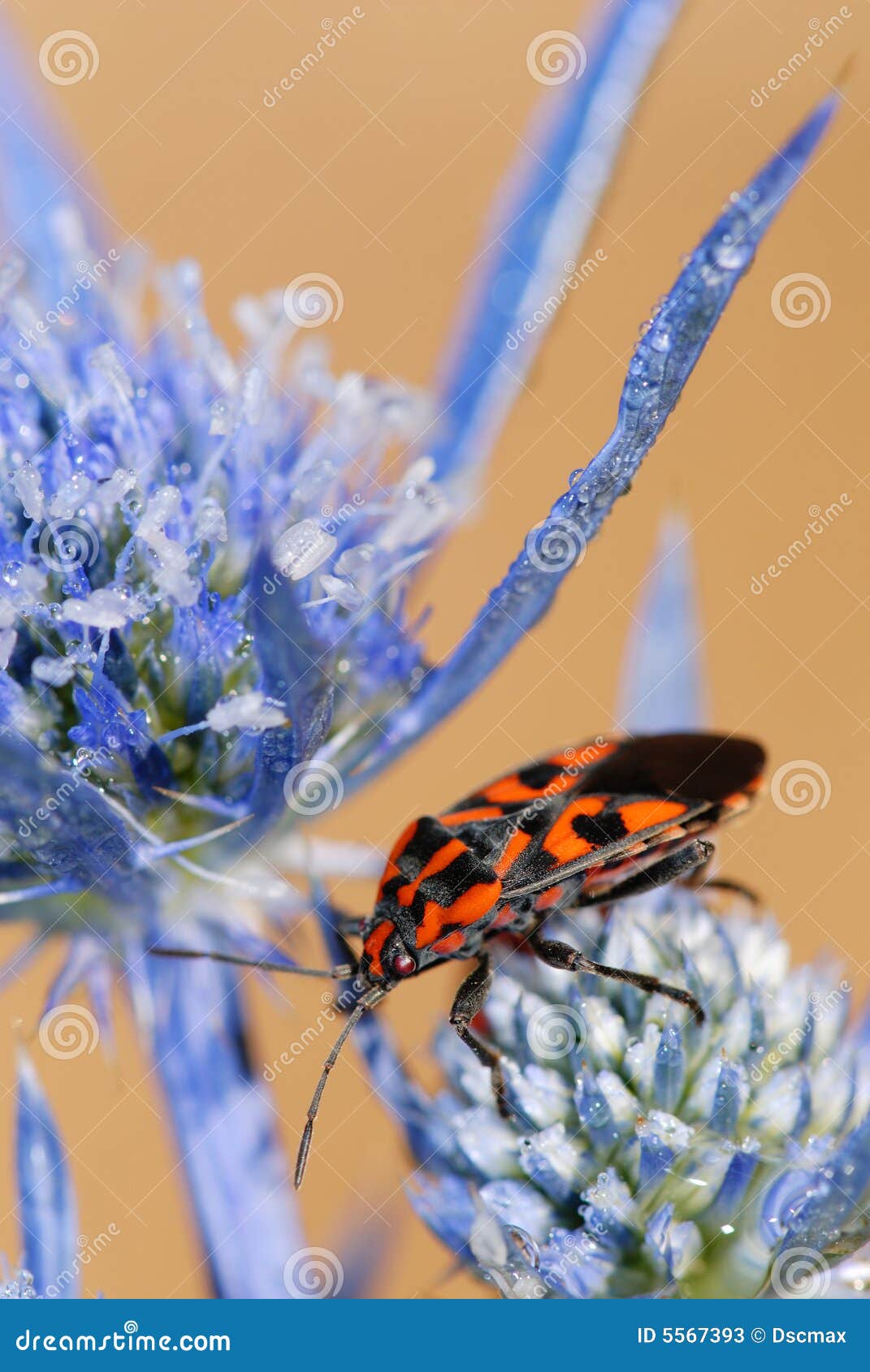 Zwart en rood insect stock afbeelding. Image of sinaasappel - 5567393