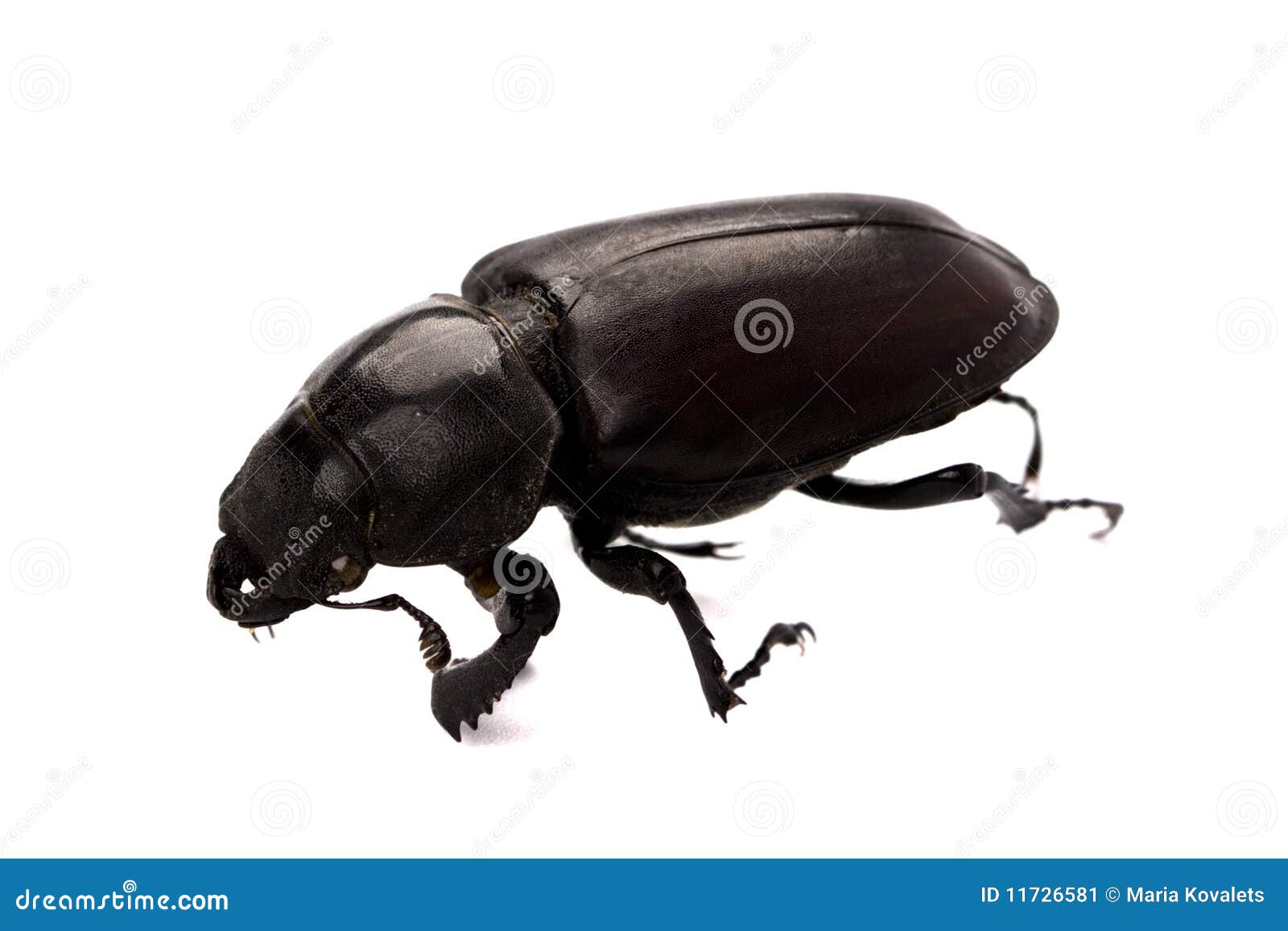 Zwart insect stock afbeelding. Image of ongewervelde - 11726581