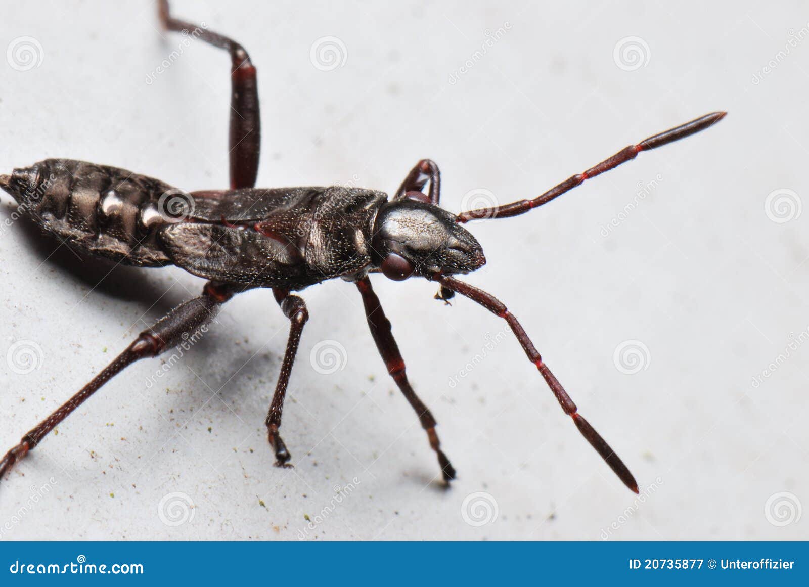 Zwart Insect stock afbeelding. Image of steel, borstkas - 20735877