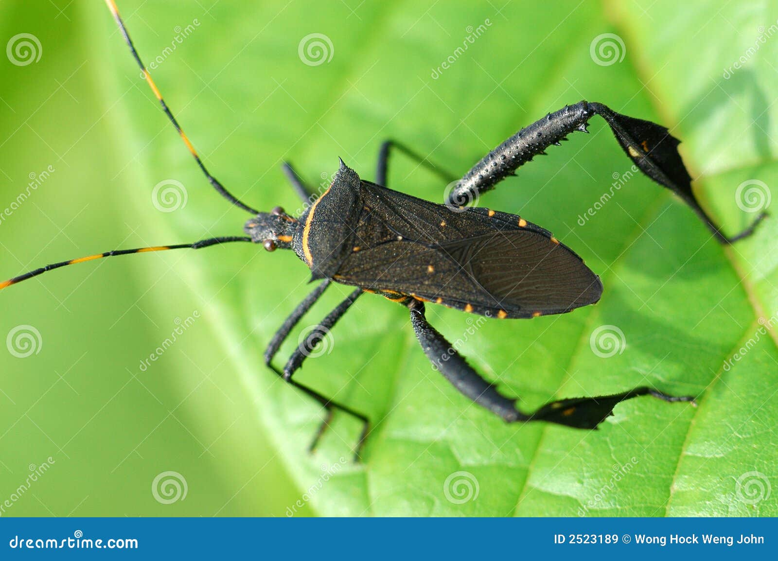 Zwart insect en blad stock afbeelding. Image of installatie - 2523189