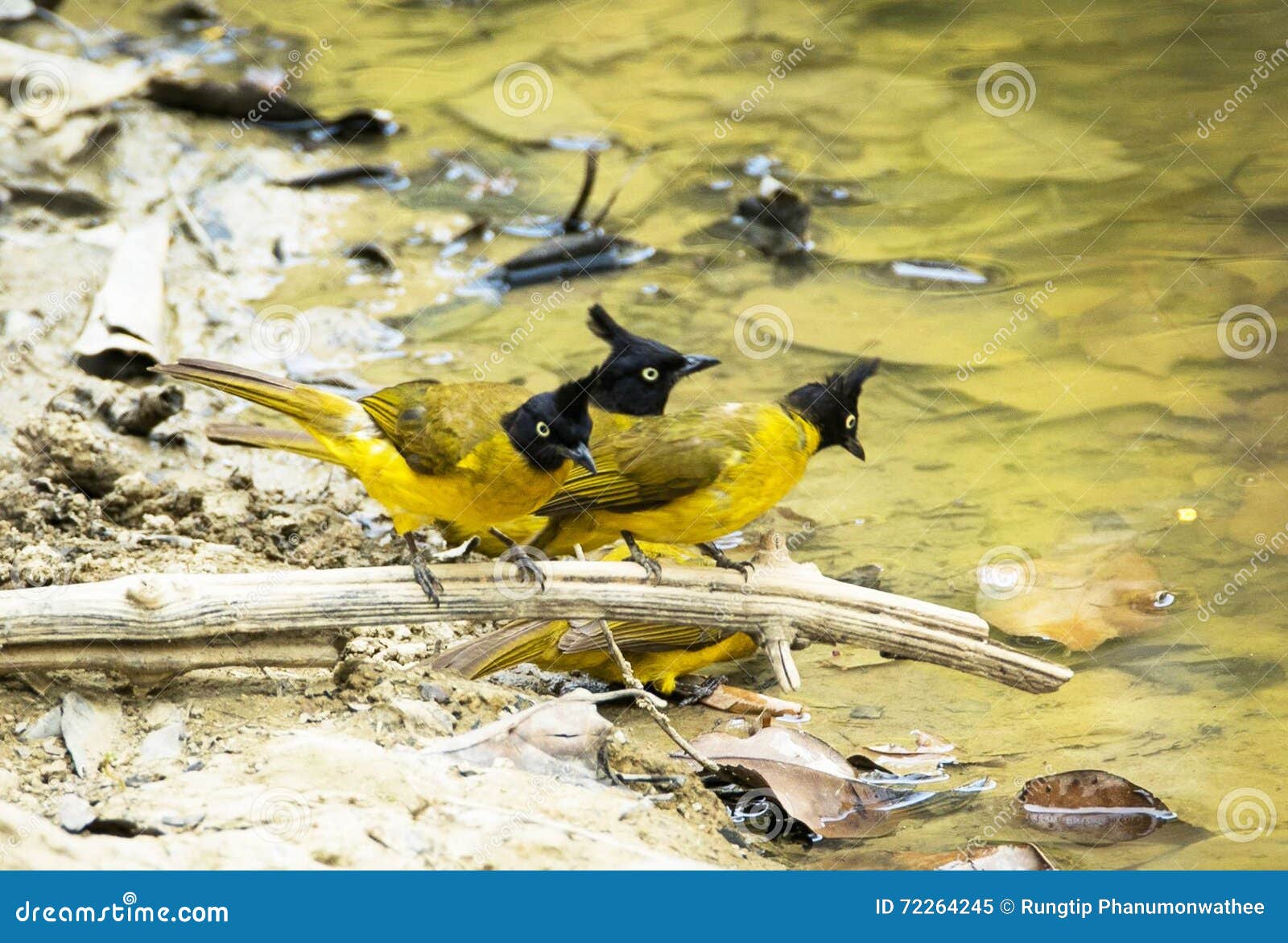 Zwart-kuif Bulbul Vogel in Thai Stock Afbeelding - Image of vleugels ...