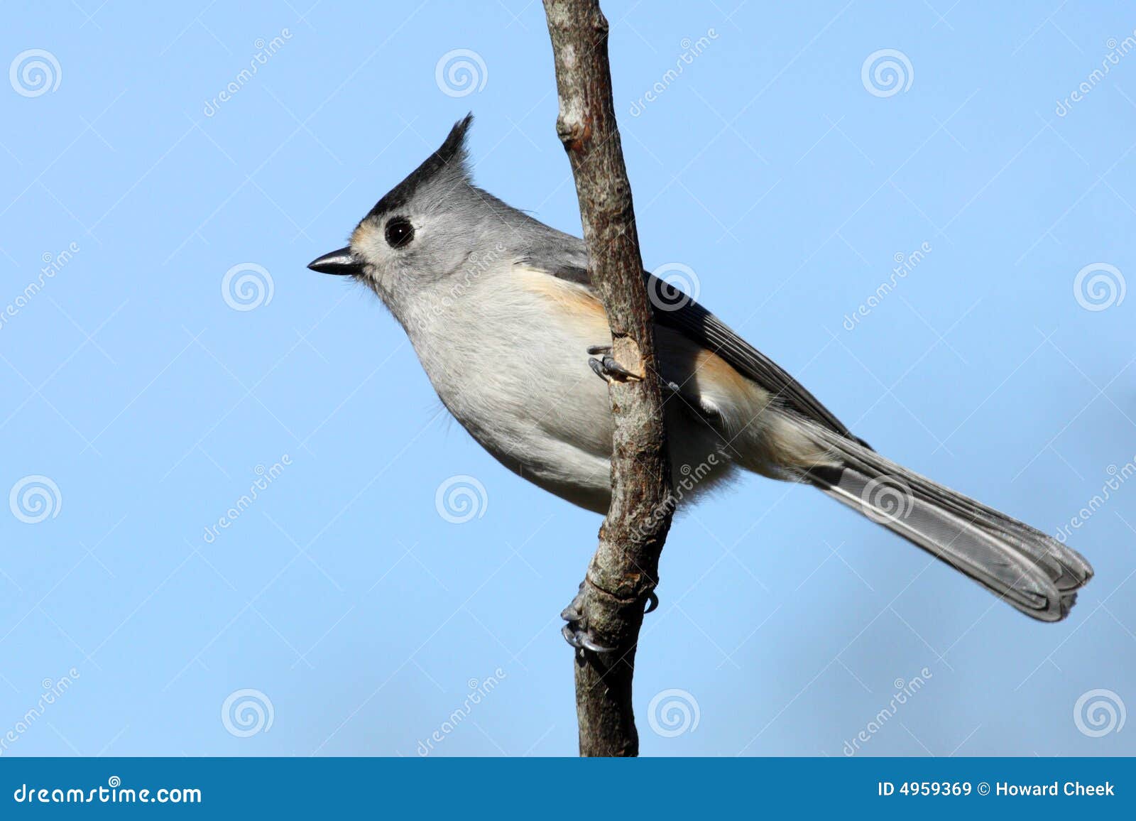 Zwart-kuif Mees stock afbeelding. Image of lied, doorgenaaid - 4959369