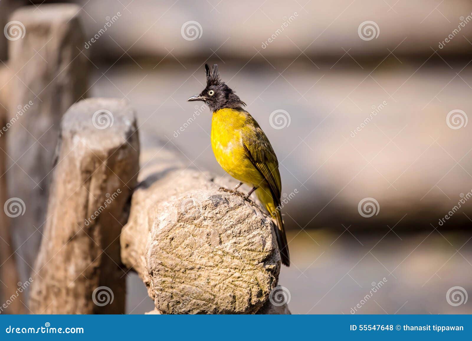 Zwart-kuif vogel Bulbul stock foto. Image of doorn, portret - 55547648