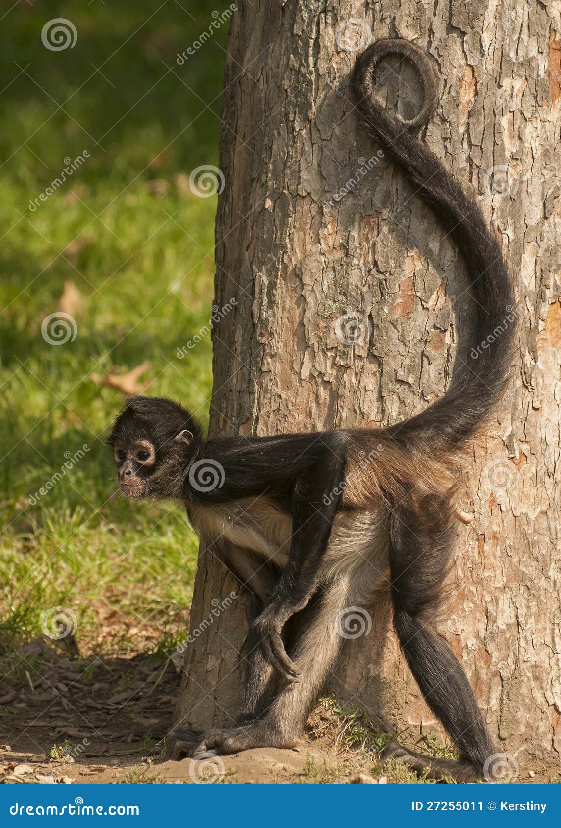 Zwart-overhandigde spinaap stock afbeelding. Image of gekruld - 27255011