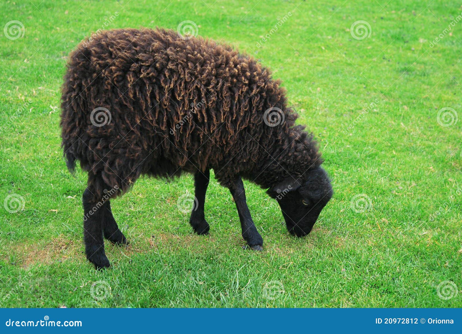 Zwart Schapen - Schapen Ouessant Stock Foto - Image of binnenlands ...
