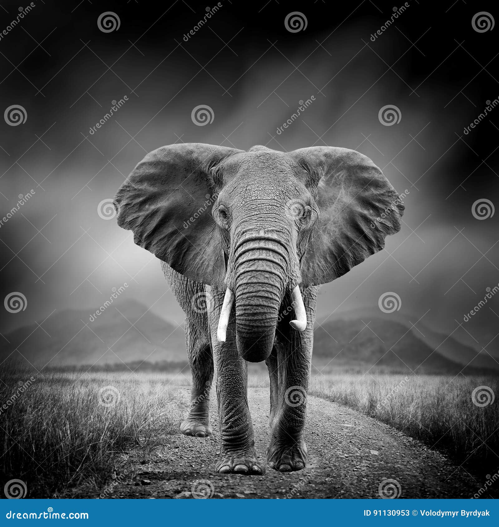 Zwart-wit Beeld Van Een Olifant Stock Afbeelding - Image of savanne ...