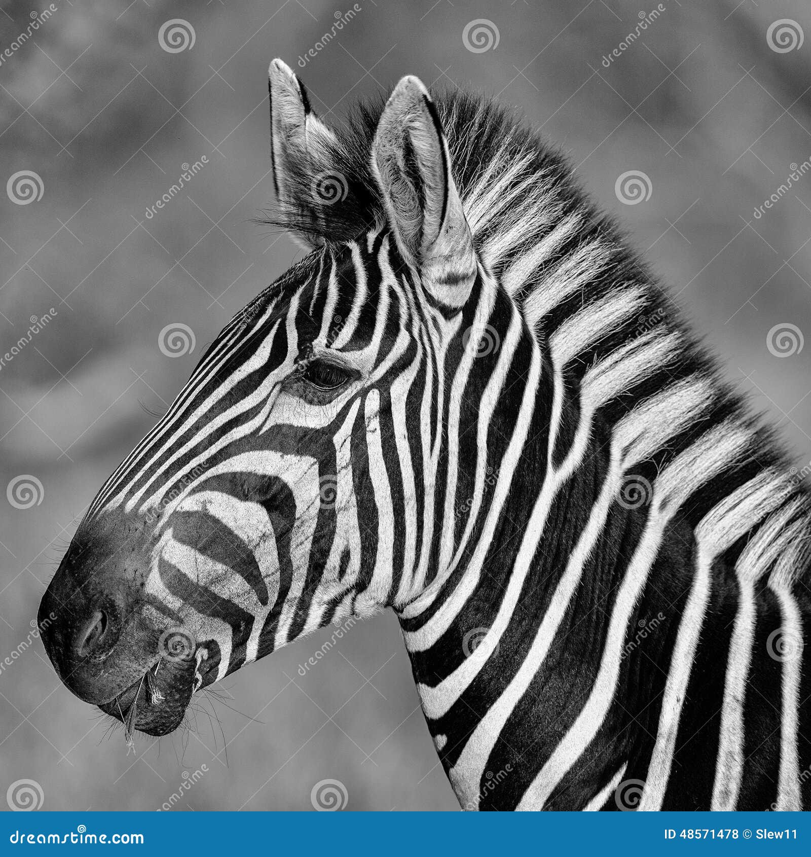 Zwart-wit Portret Van Een Zebra Stock Foto - Image of serengeti ...